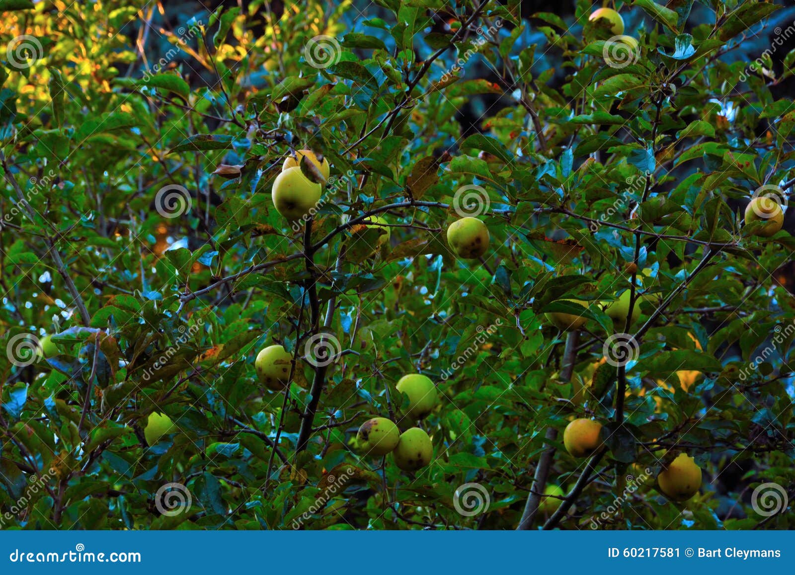 Giant apple-tree stock image. Image of giant, apple, leafs - 60217581