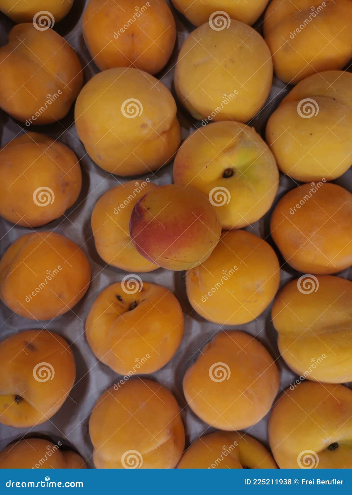 Giant Apricots for Comparison and a Normal Apricot Next To it Stock ...