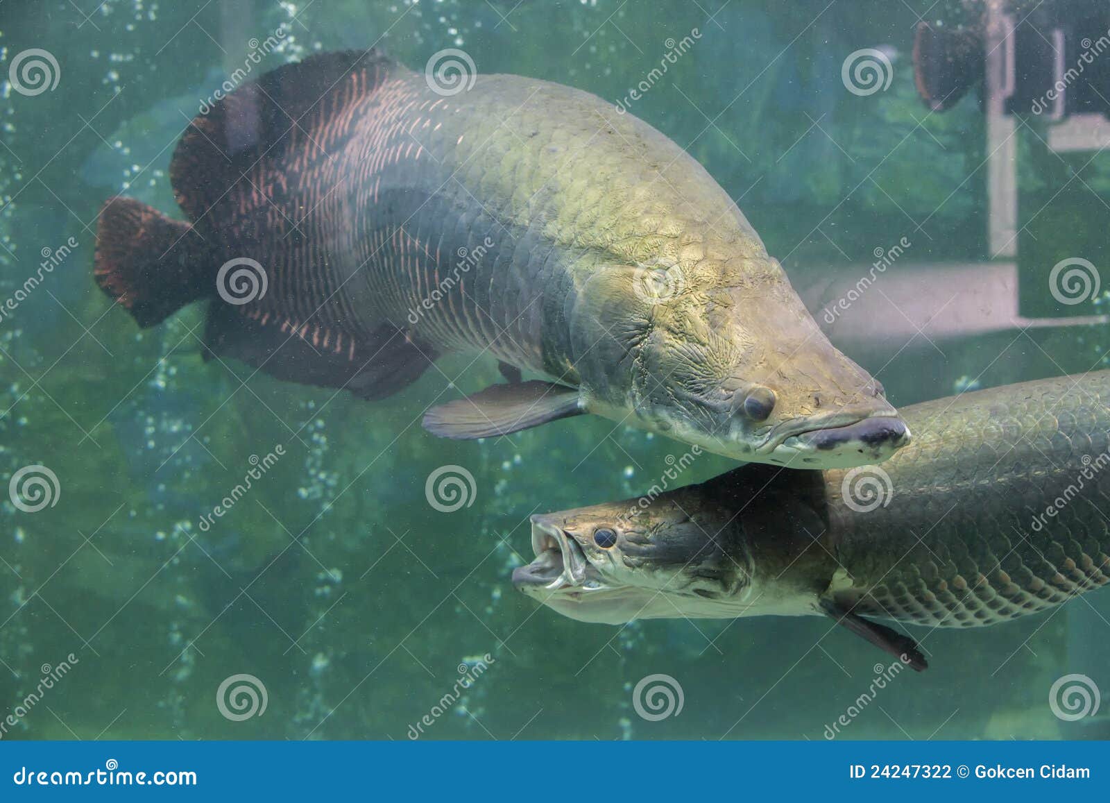 Giant Arapaima stock photo. Image of fish, tranquil, north - 24247322