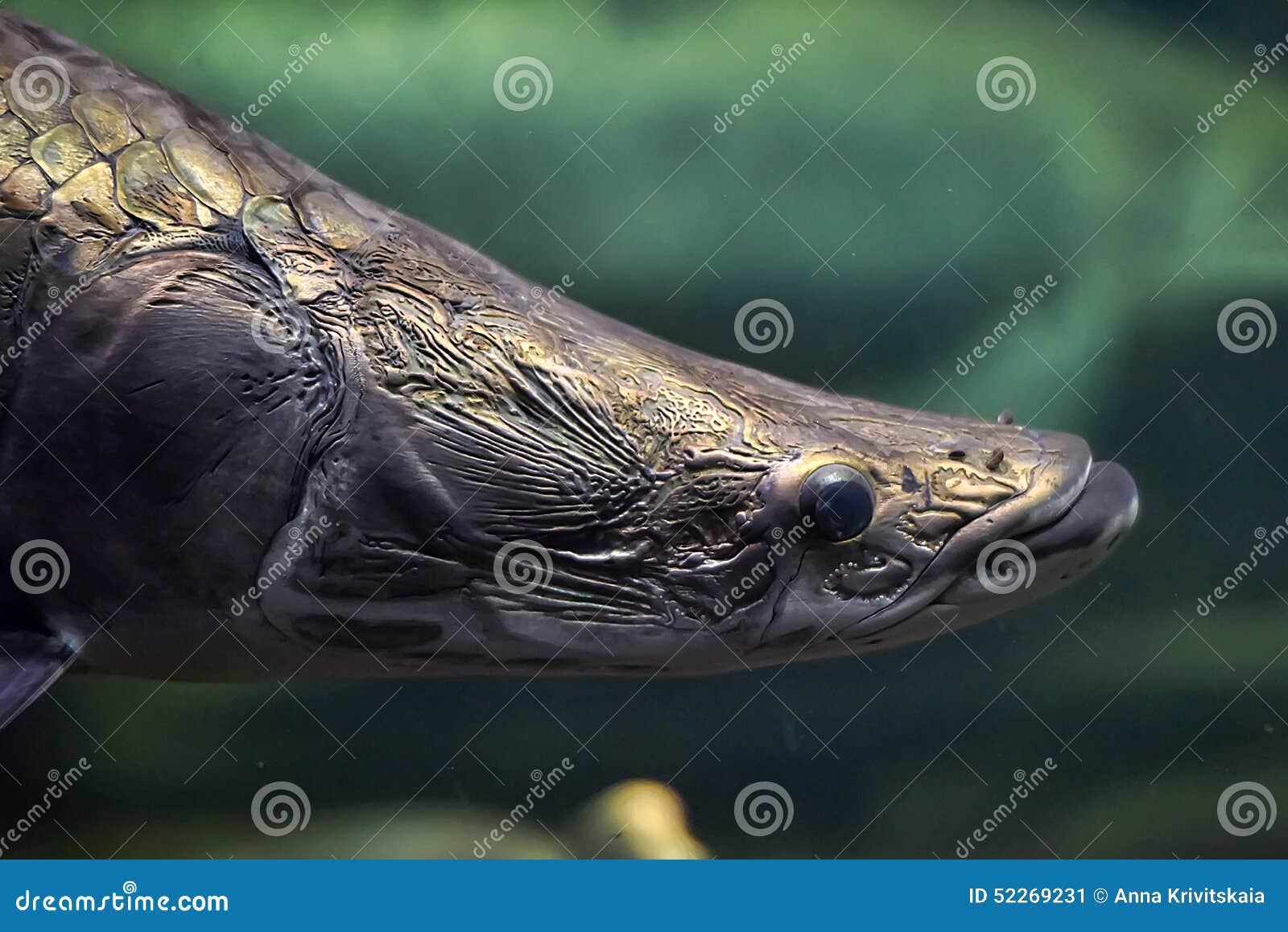 Giant Arapaima stock image. Image of hobby, aquarium - 52269231