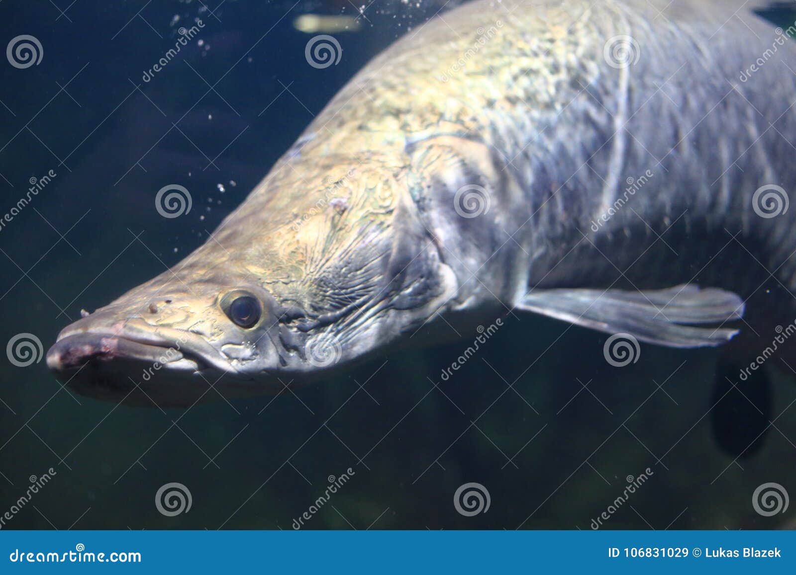 Giant Arapaima Arapaima Gigas, Also Known As Pirarucu In Their Habitat ...