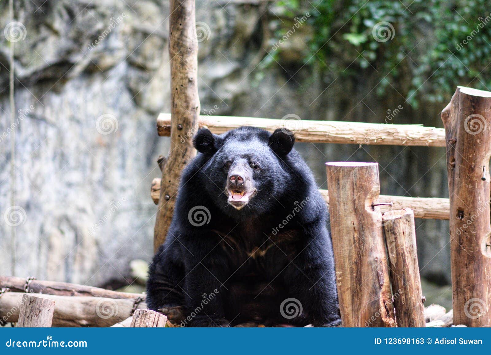 A smile bear stock image. Image of smile, giant, black - 123698163