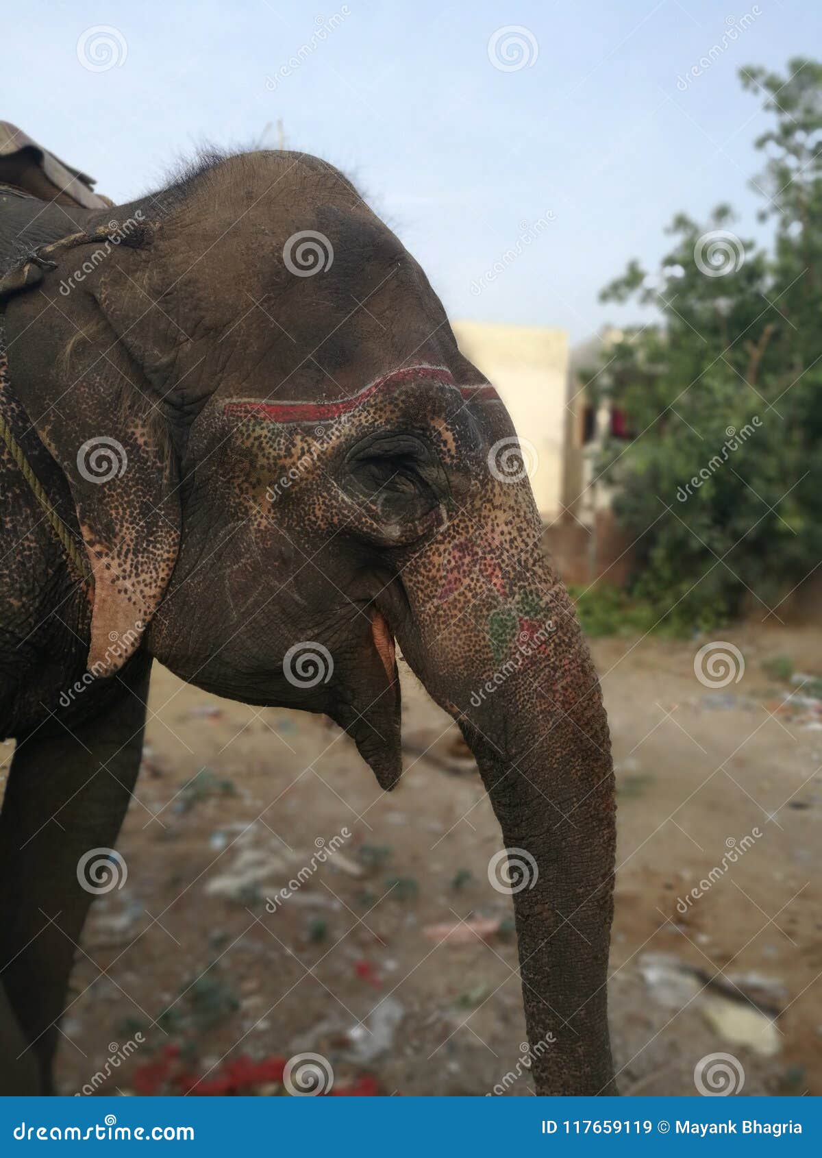 Smiling elephant stock image. Image of jungle, wild - 117659119