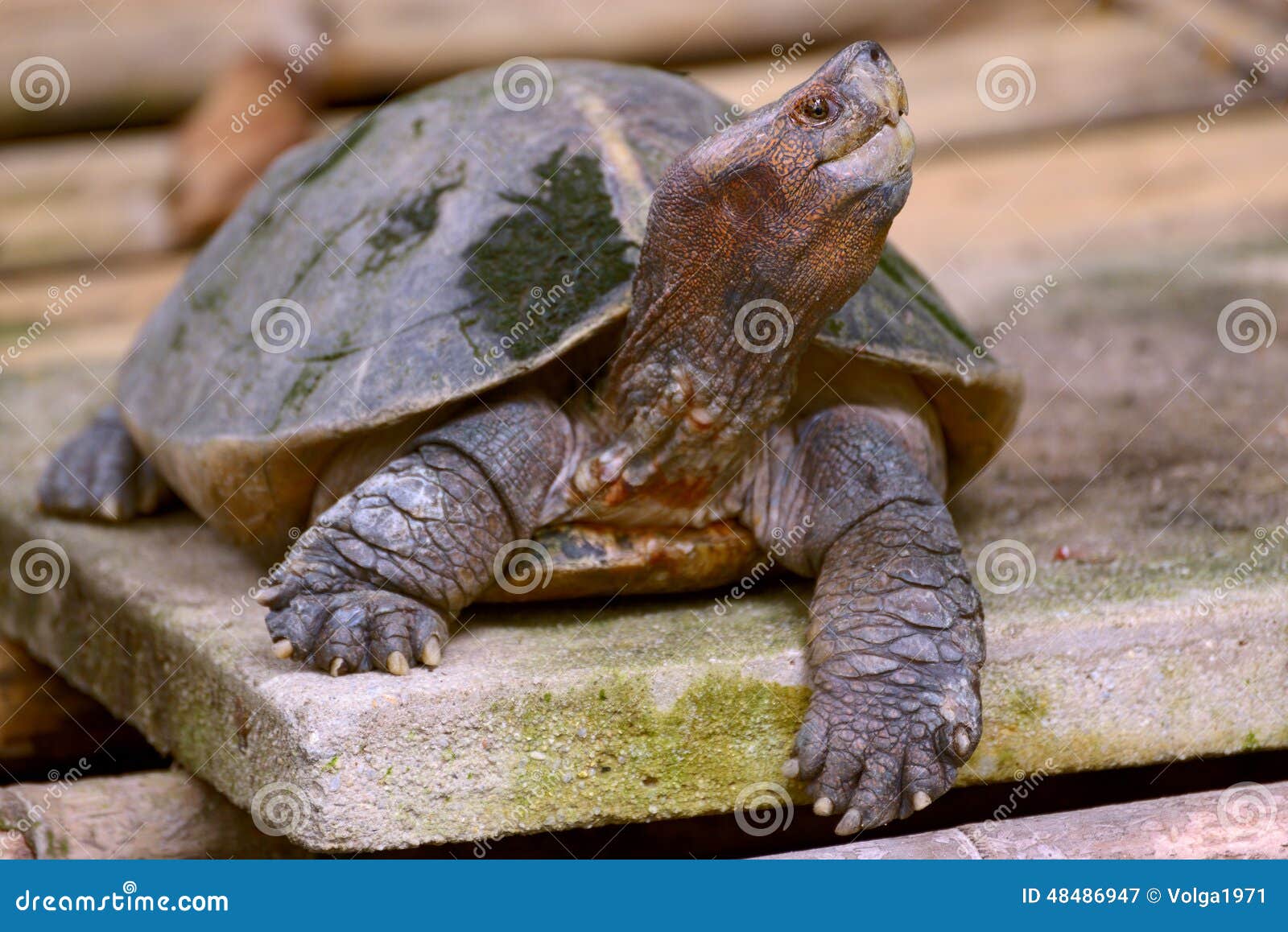 Giant asian pond turtle stock image. Image of asian, land - 48486947