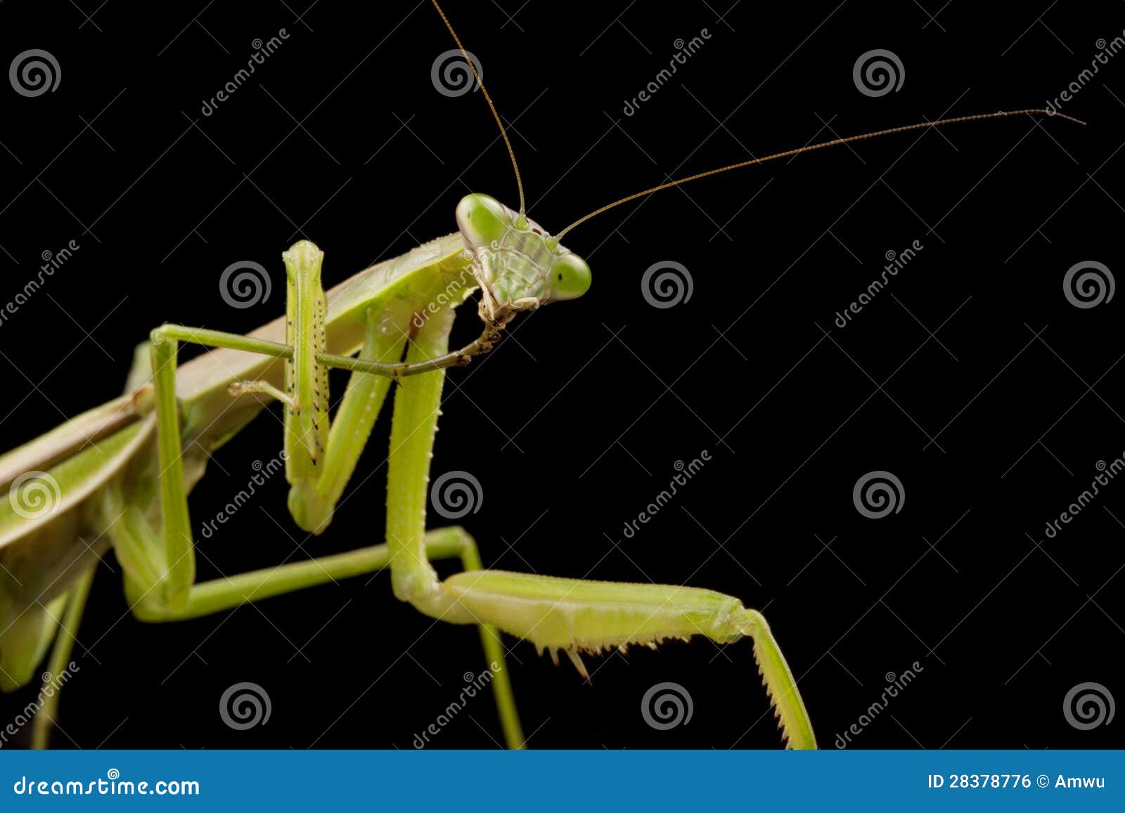 Giant Praying Mantis