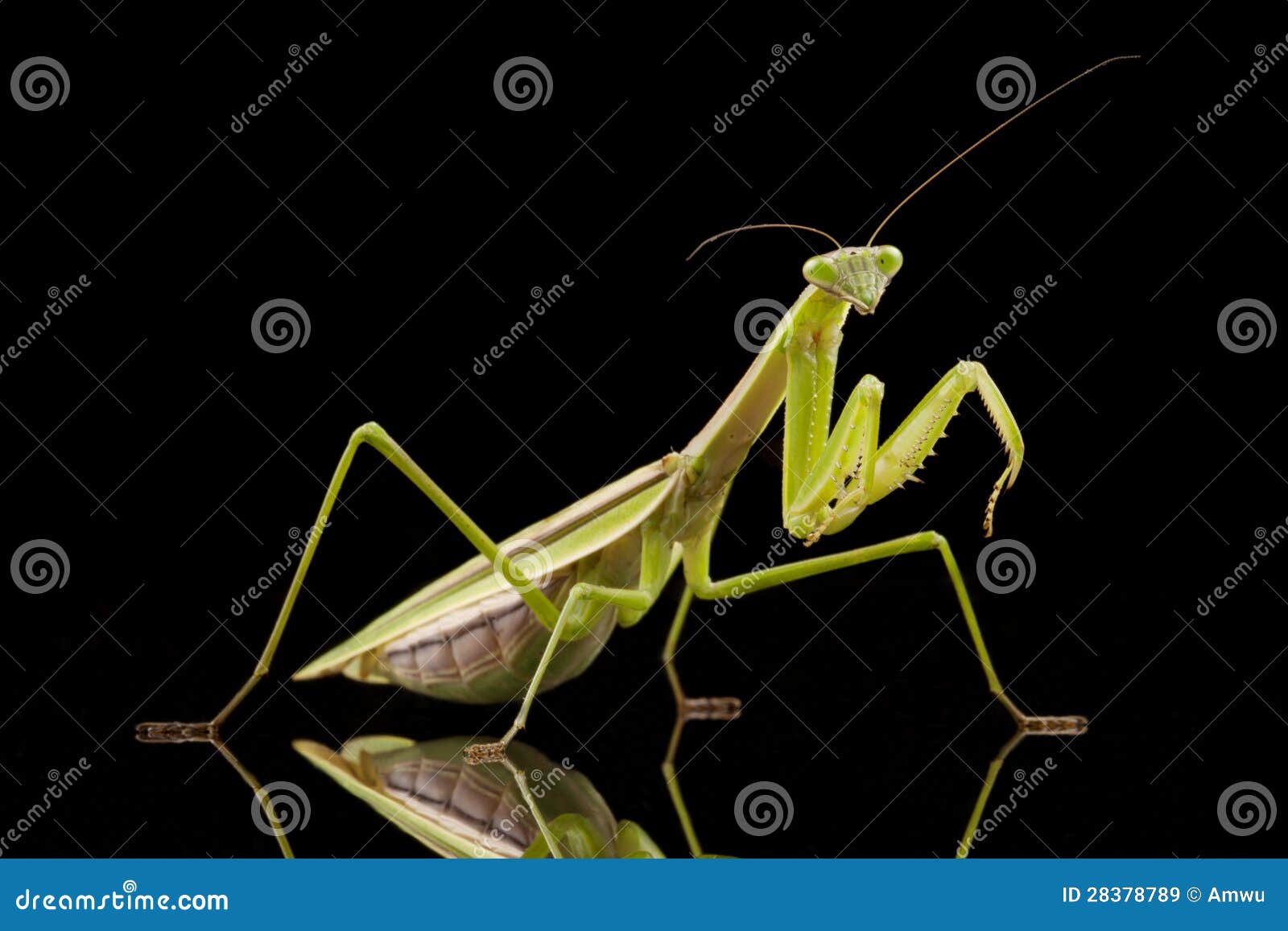 Giant Asian Praying Mantis stock image. Image of invertebrate - 28378789