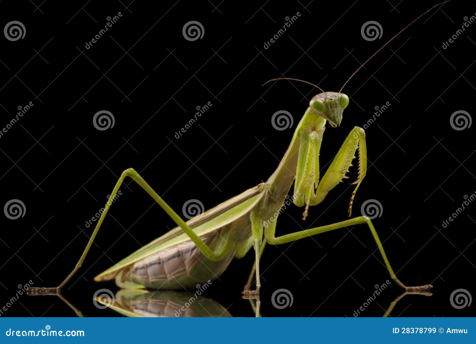 Praying Mantis Macro Mandible Royalty-Free Stock Photo | CartoonDealer ...