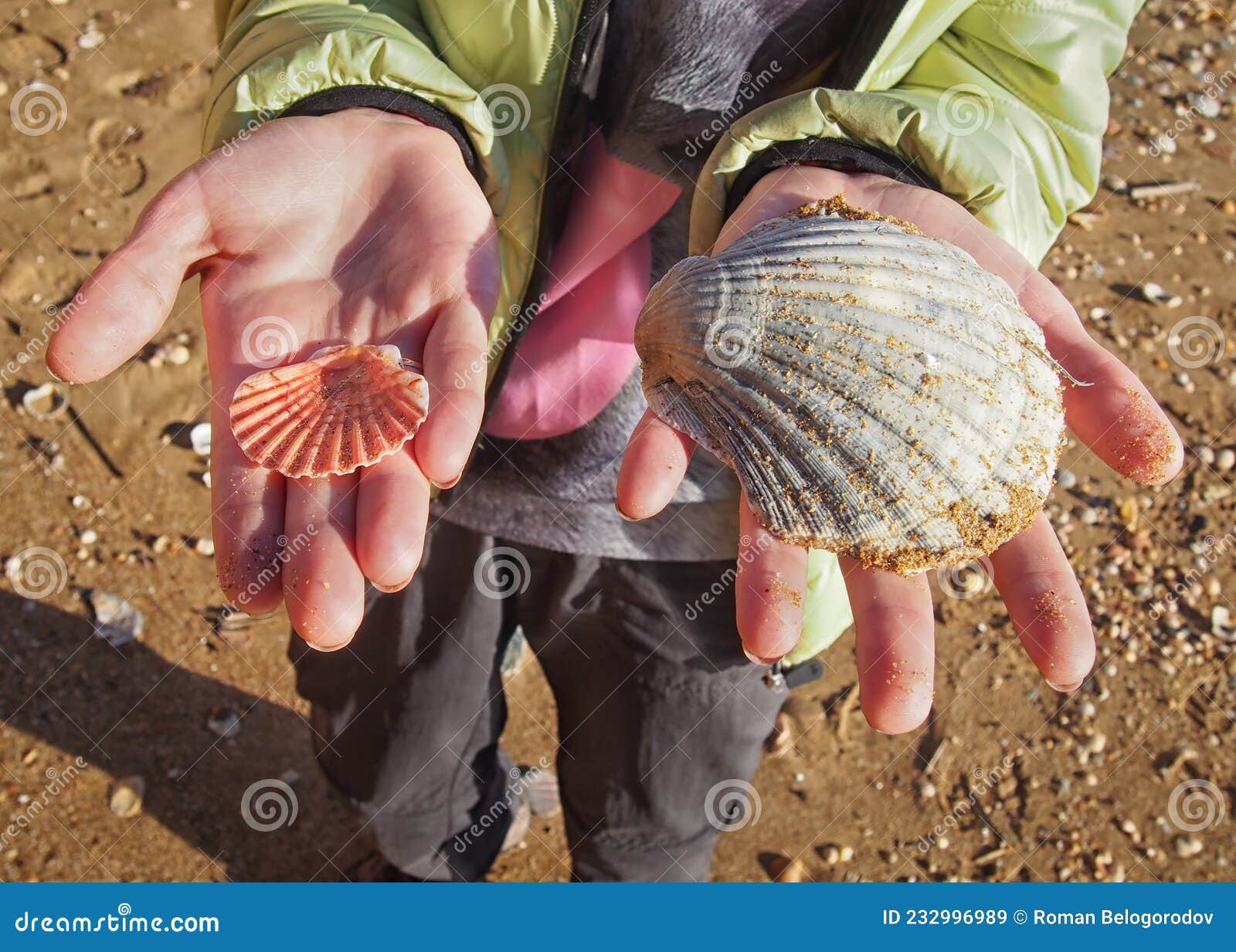 Atlantic shells stock image. Image of hand, nature, woman - 232996989