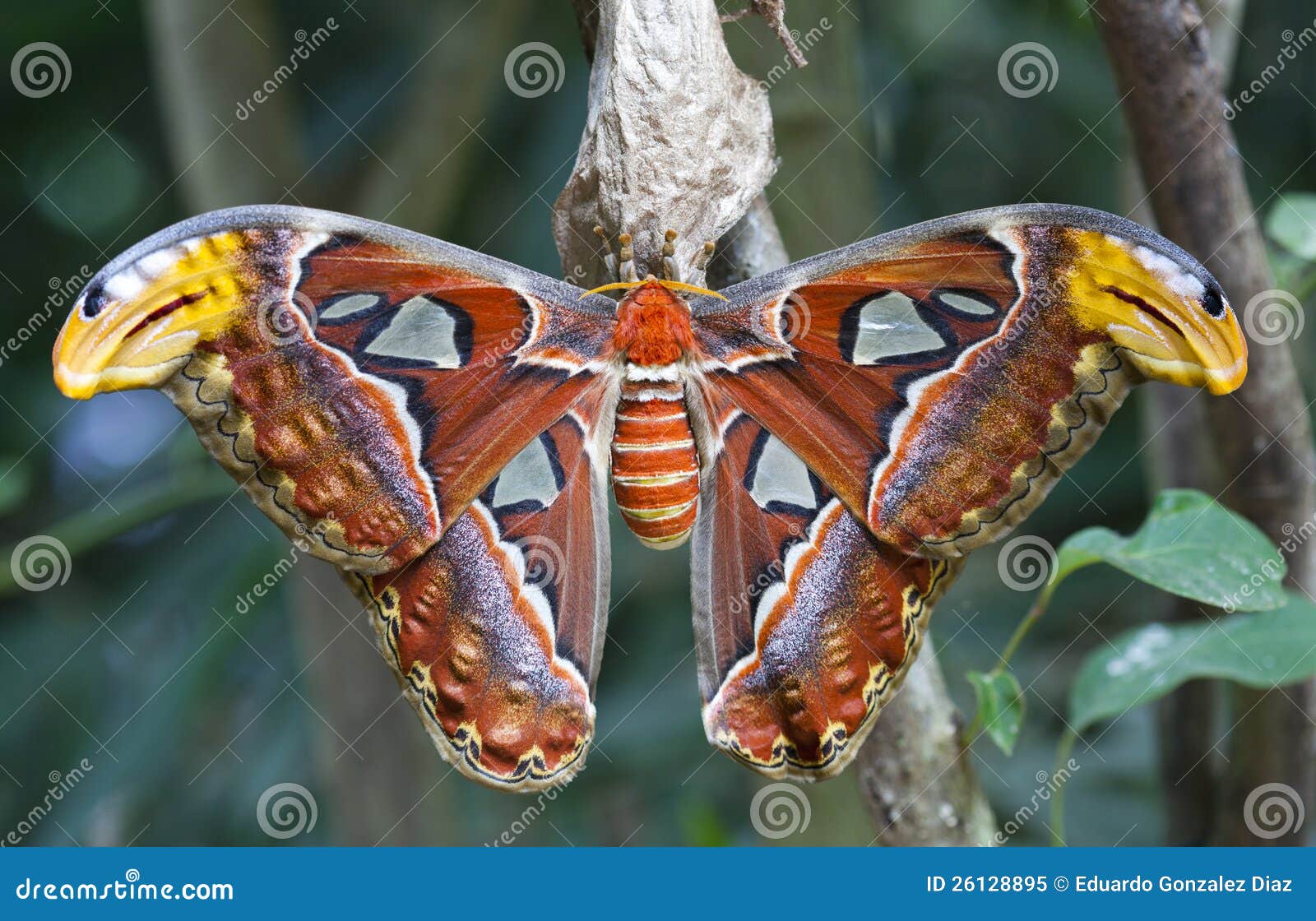 Giant Atlas Moth stock image. Image of macro, delicate - 26128895