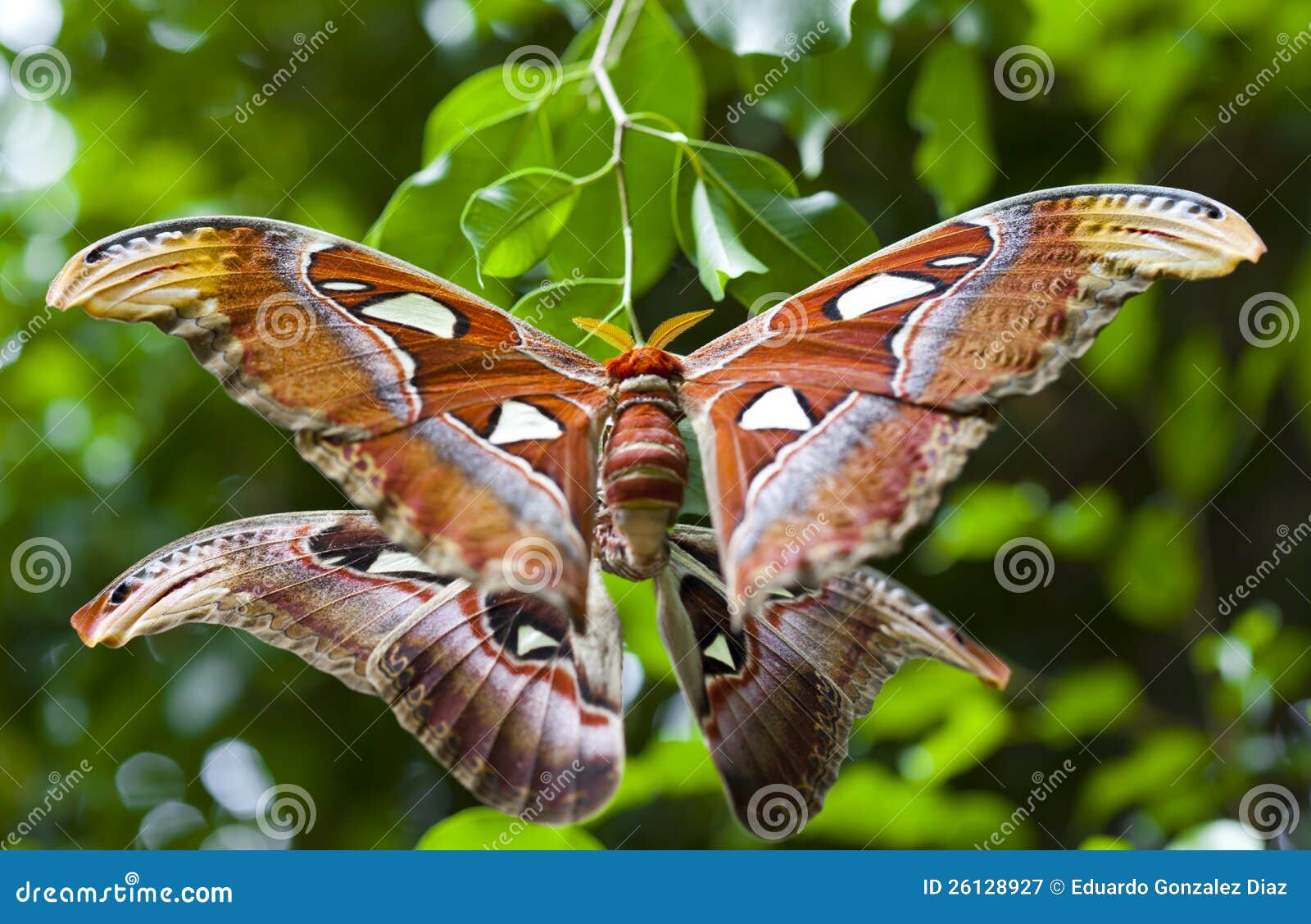 Giant Atlas Moth stock image. Image of wing, macro, wildlife - 26128927