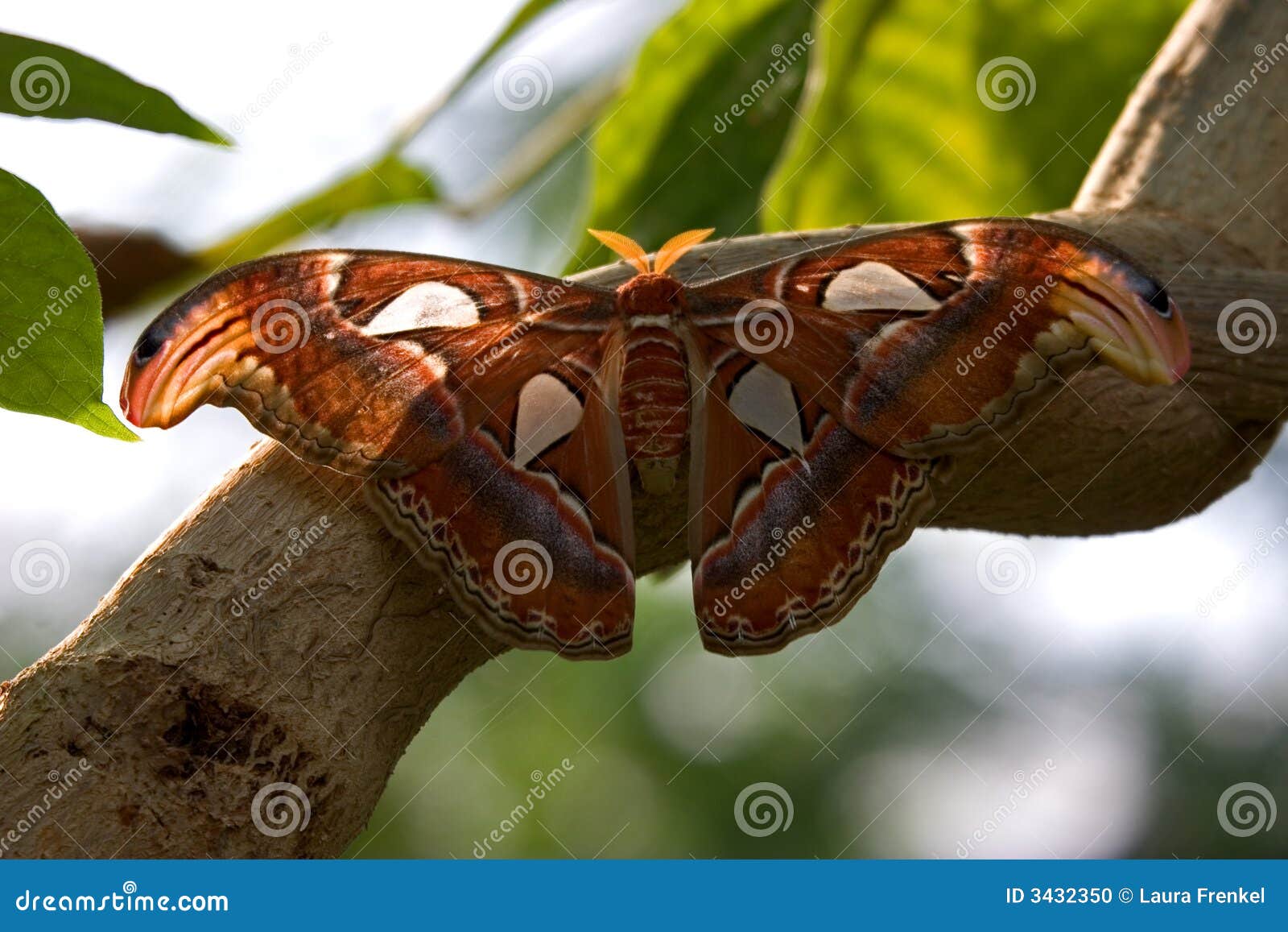 Giant Atlas Moth stock photo. Image of moth, beauty, atlas - 3432350