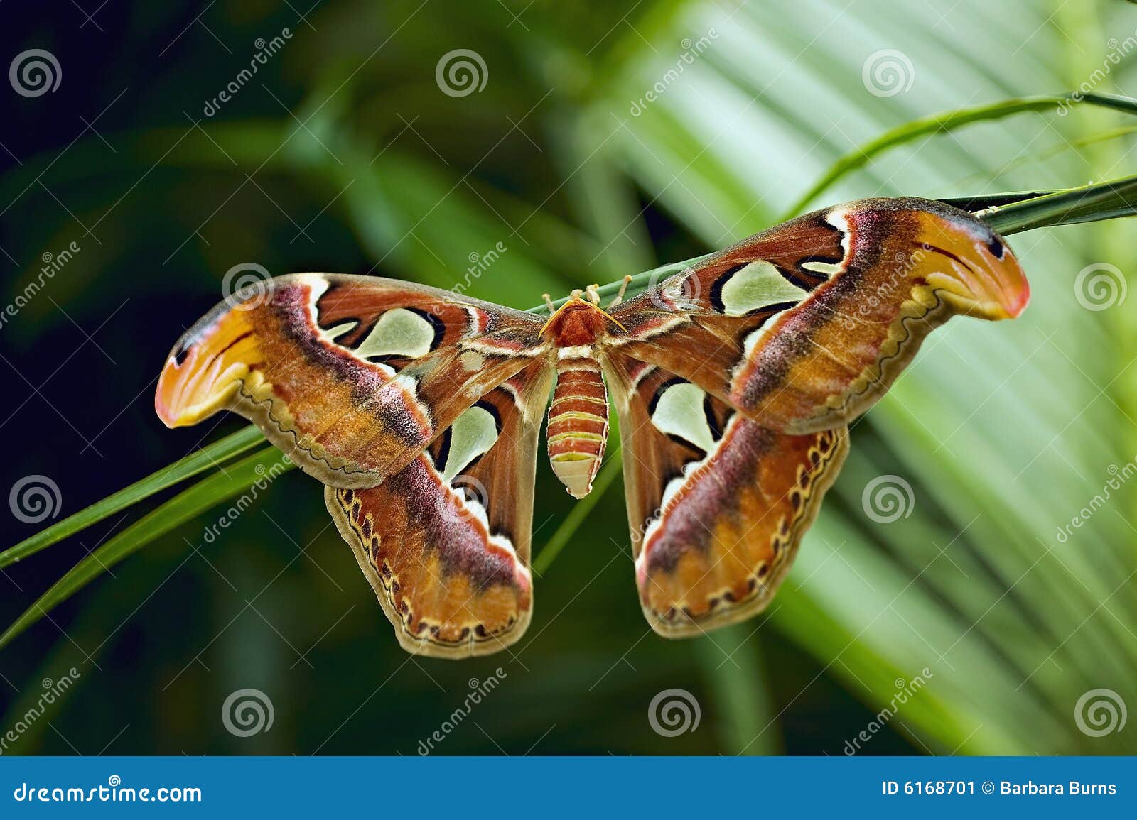 Atlas Moth Attacus Atlas Stock Image | CartoonDealer.com #135573349