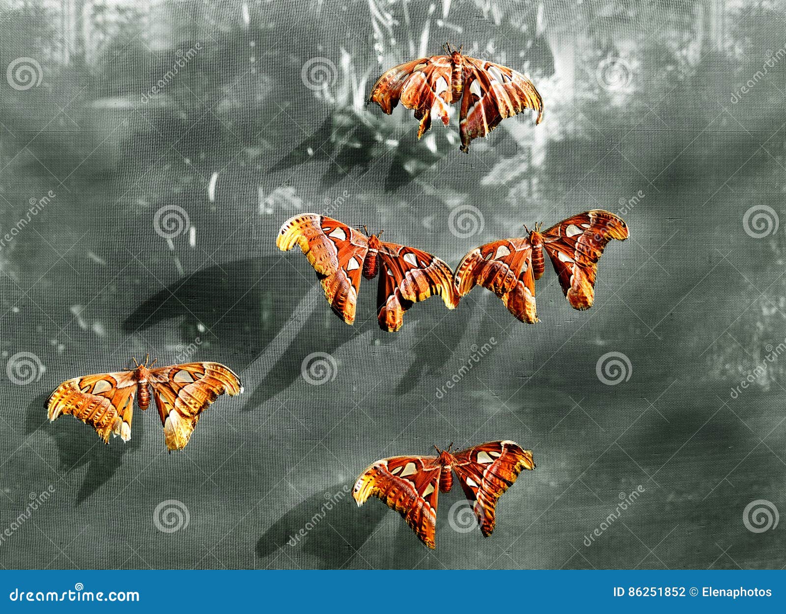 Giant Atlas Moth stock photo. Image of lepidoptera, huge - 86251852