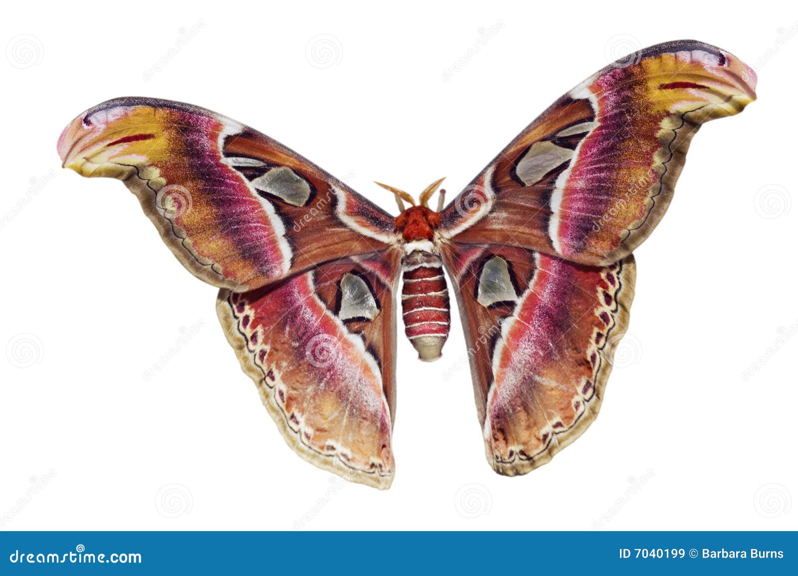 Atlas Moth Attacus Atlas Stock Image | CartoonDealer.com #135573349