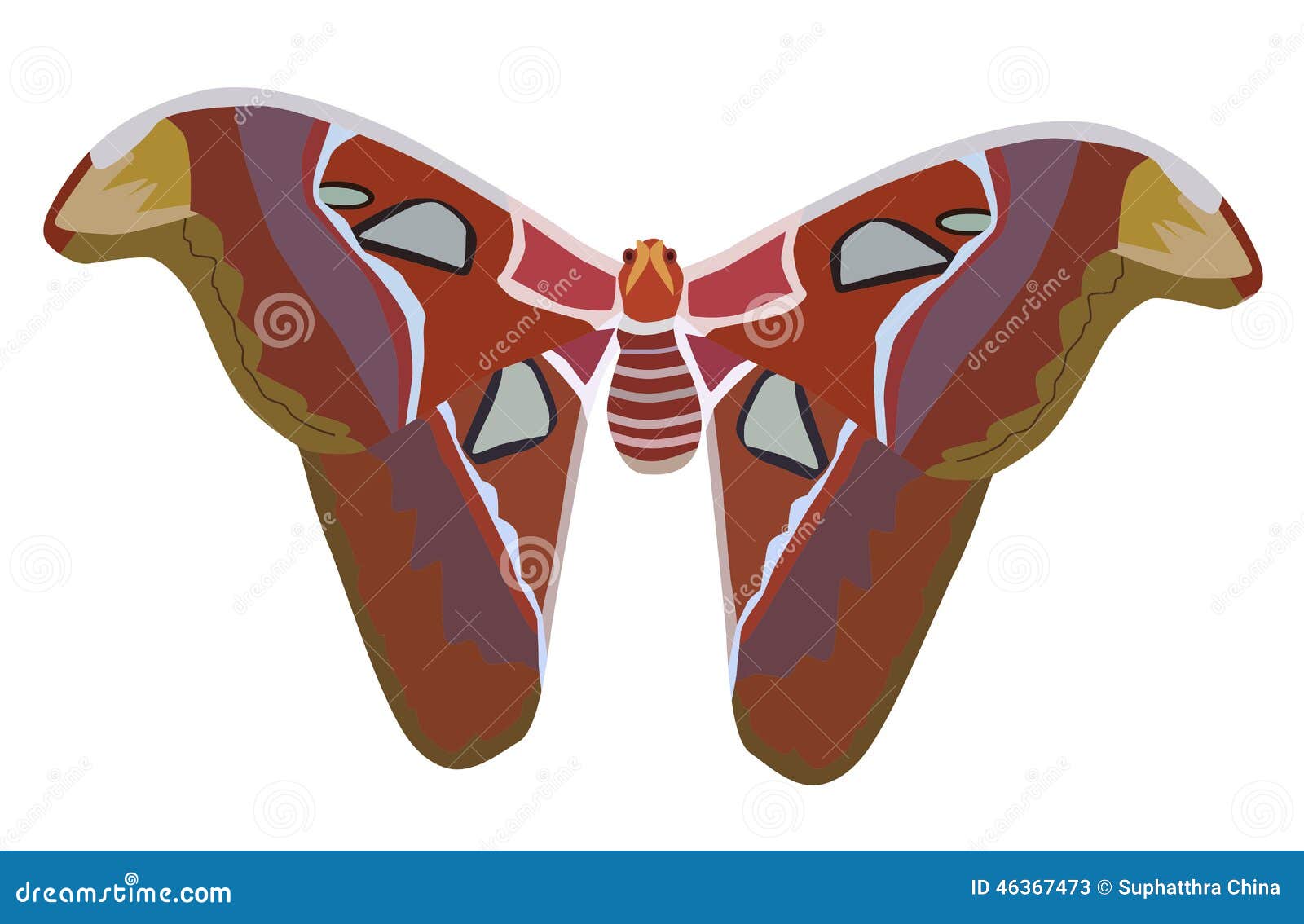 Atlas Moth Attacus Atlas Butterfly. Isolated On White Background ...