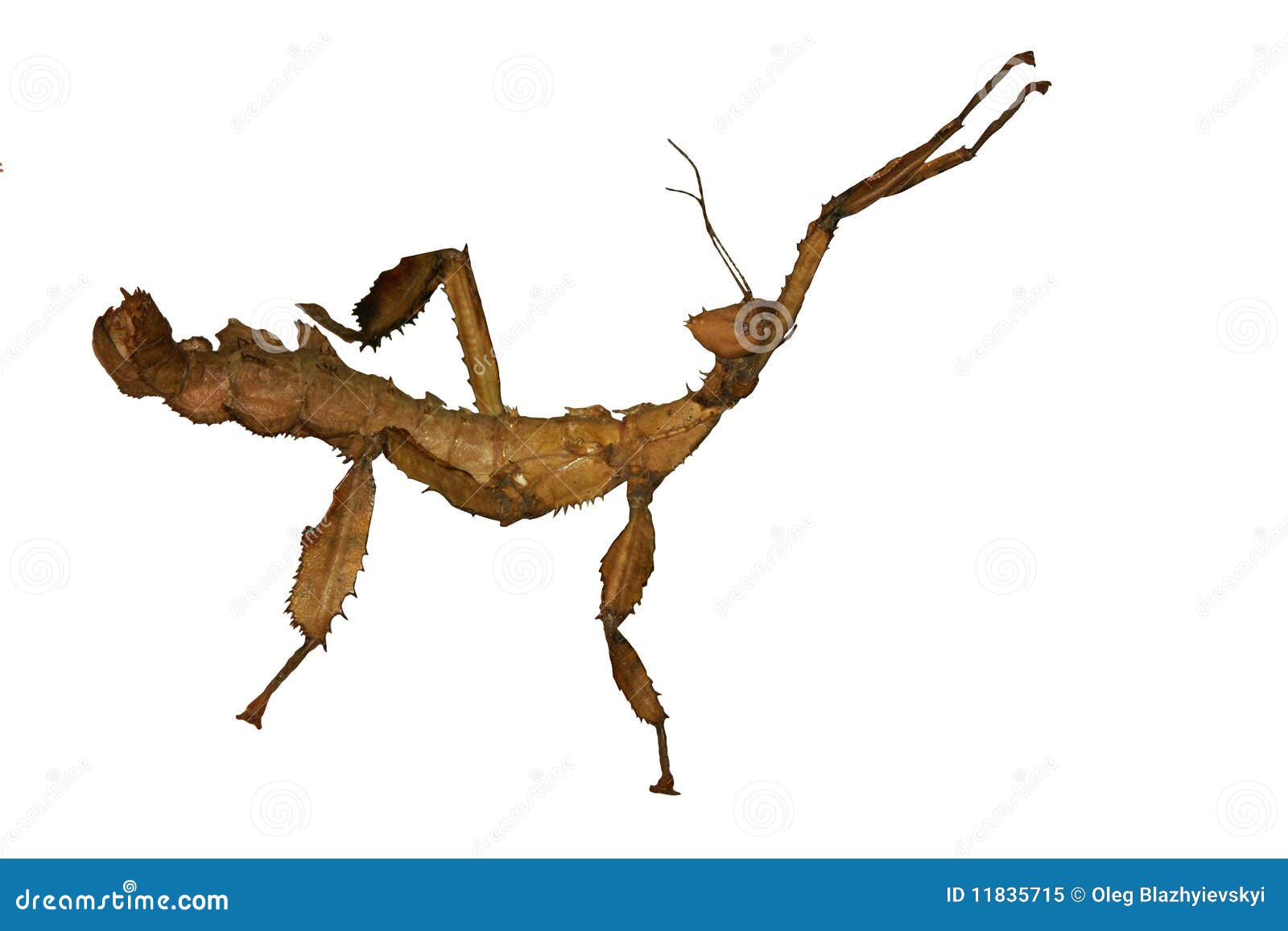 Giant Australian Prickly Stick Insect . Stock Image - Image of ...