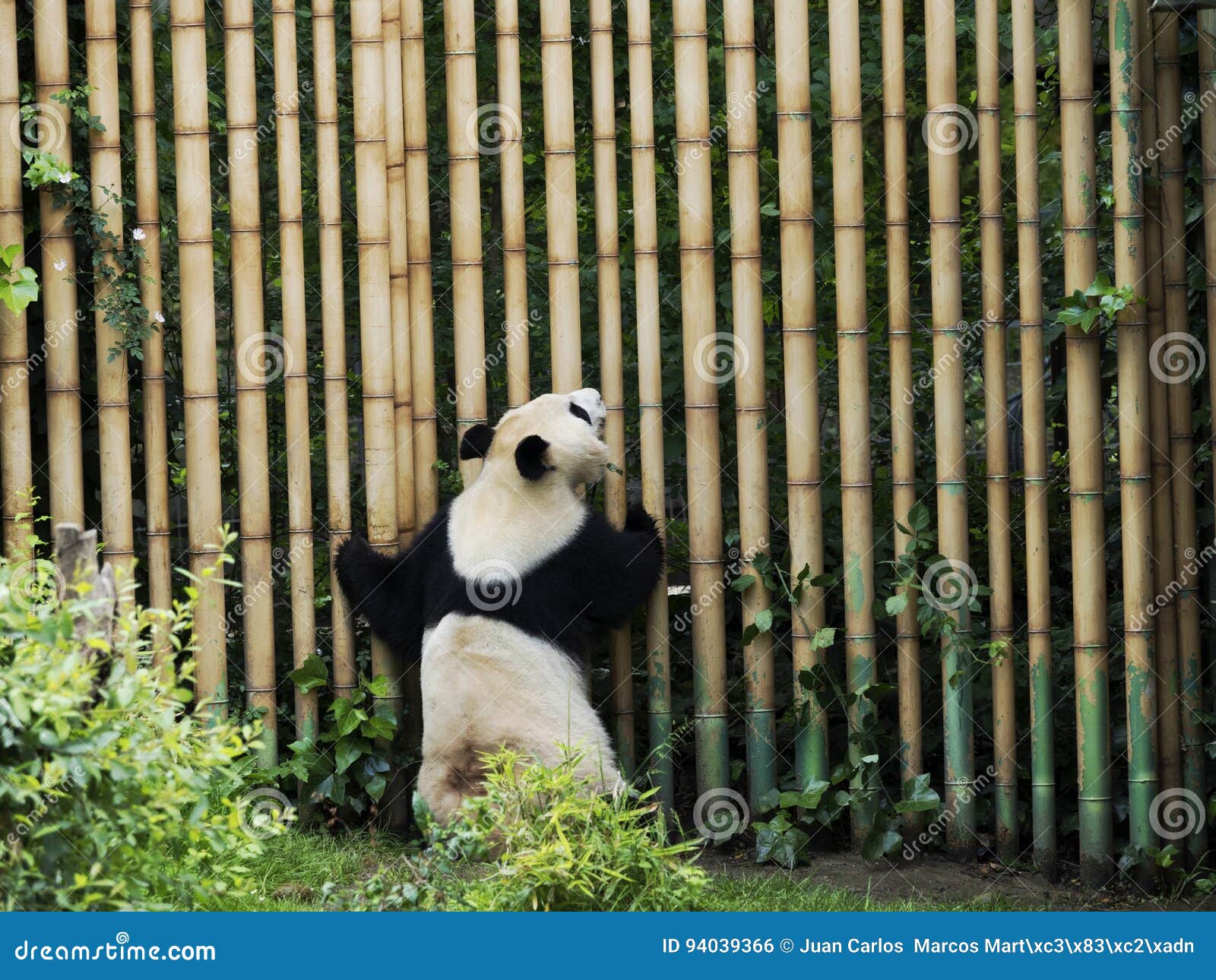 Giant Back Panda stock photo. Image of park, black, nice - 94039366