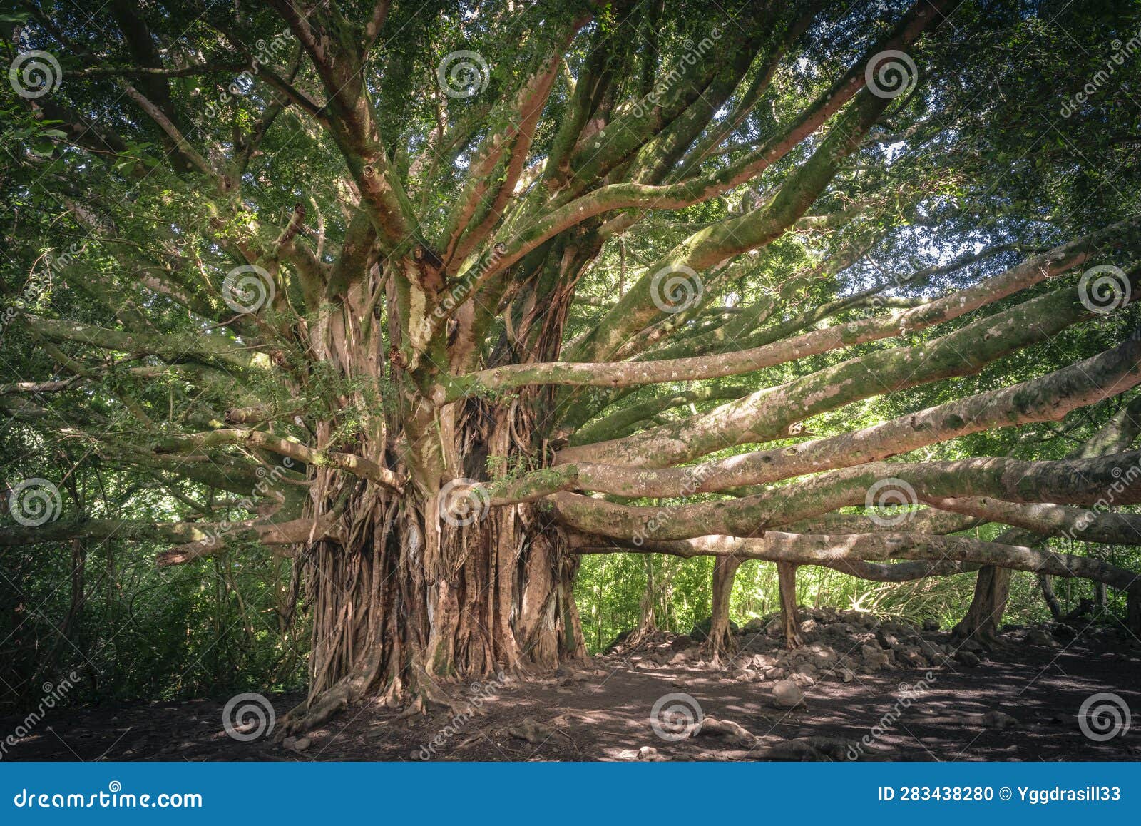 Giant Banyan Tree Along the Pipiwai Trail Stock Photo - Image of branch ...