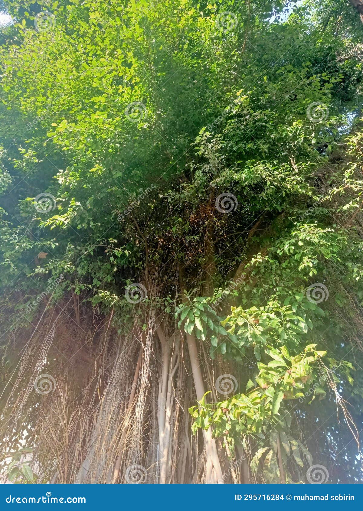Giant Banyan Tree during the Day Stock Photo - Image of giant, tree ...