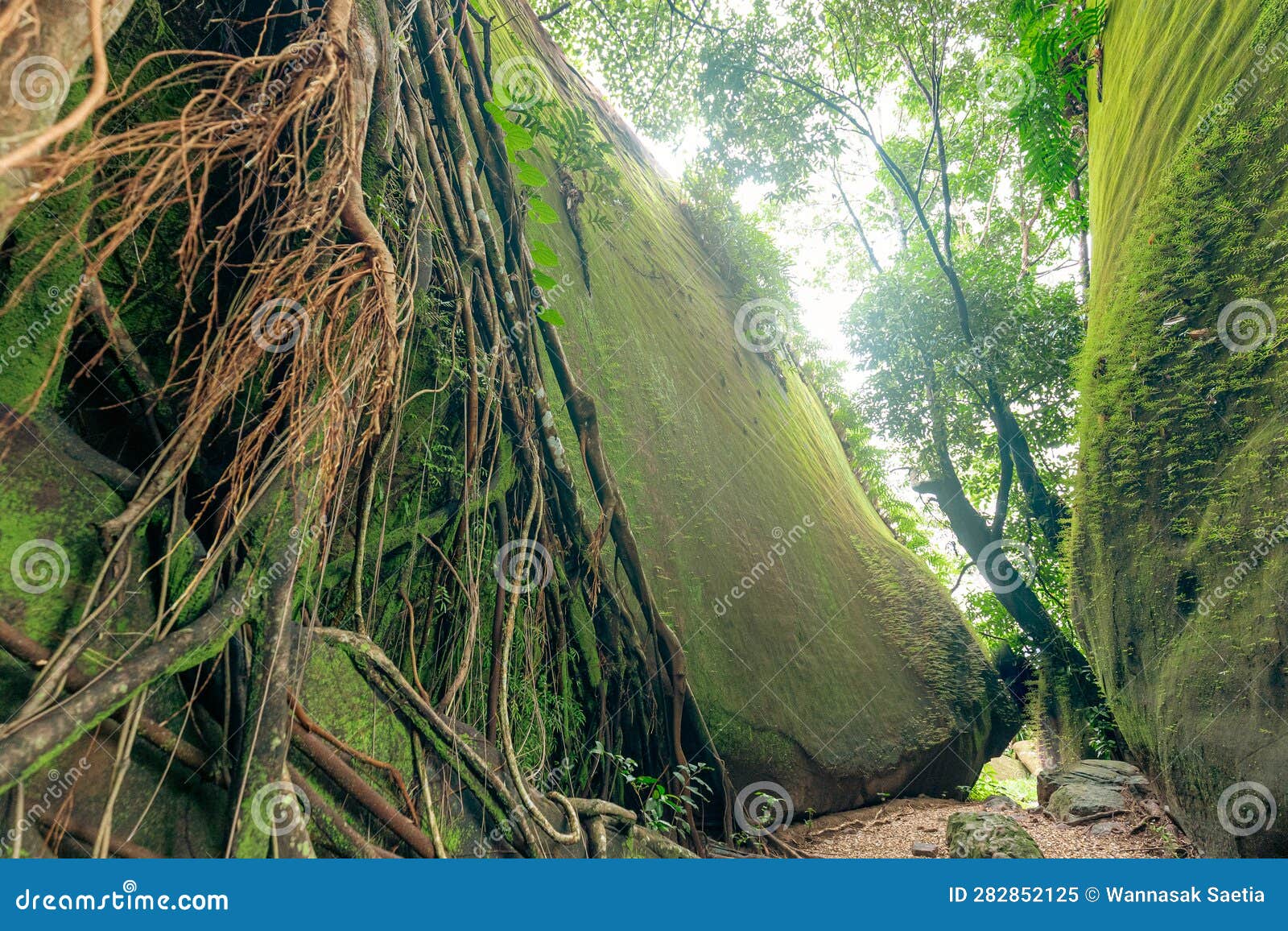 Giant Banyan Tree Growing on the Cliff in the Forest Stock Image ...
