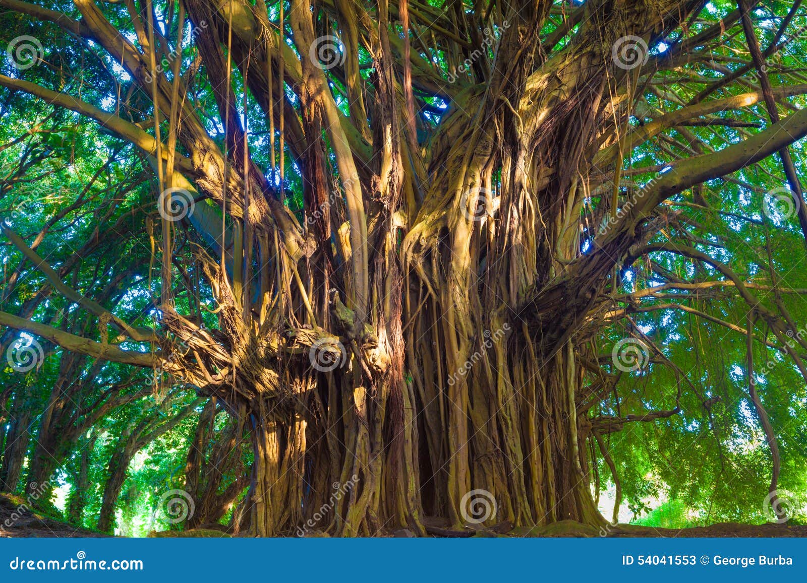 Giant Banyan Tree Stock Photography | CartoonDealer.com #54127898