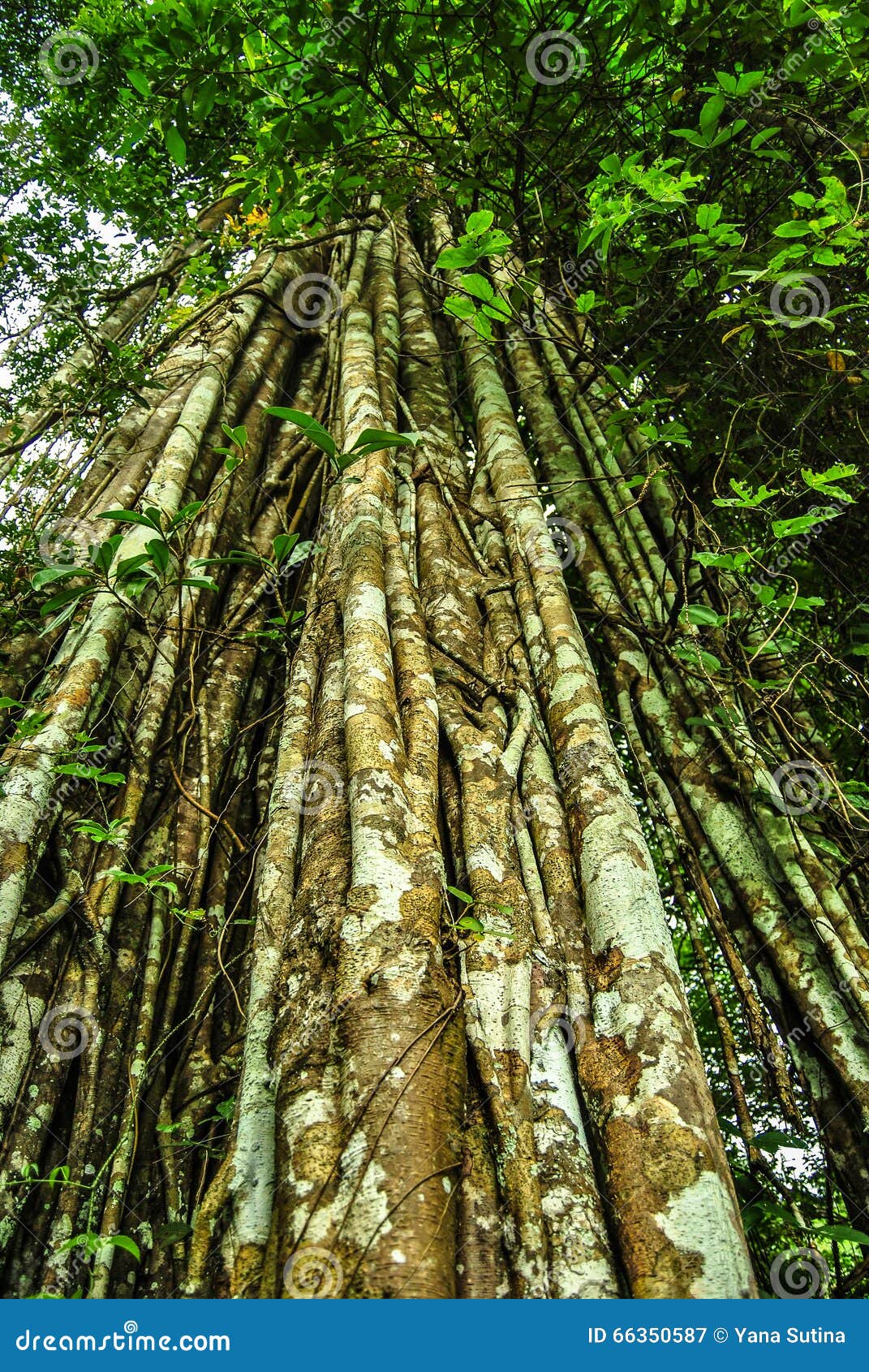 Giant Banyan Tropical Tree Covered by Lianas and Leafs Stock Image ...