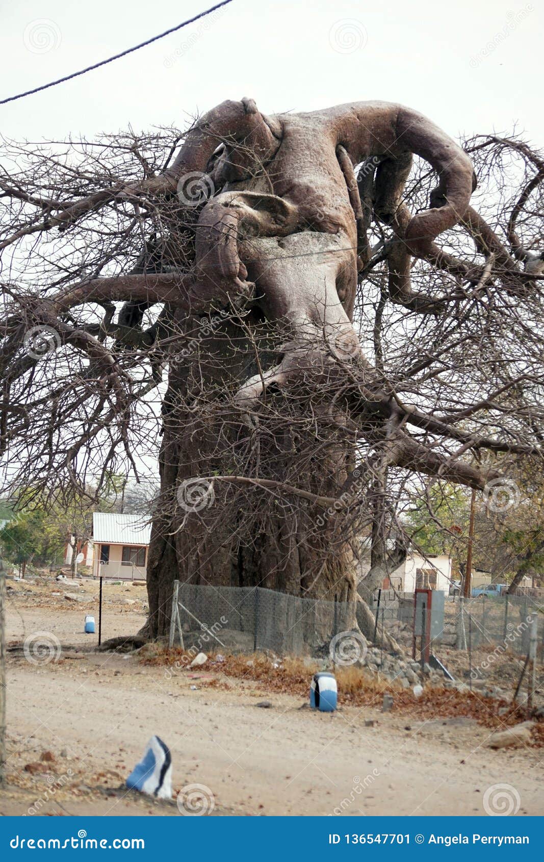 Giant baobab tree stock image. Image of dirt, nata, safari - 136547701