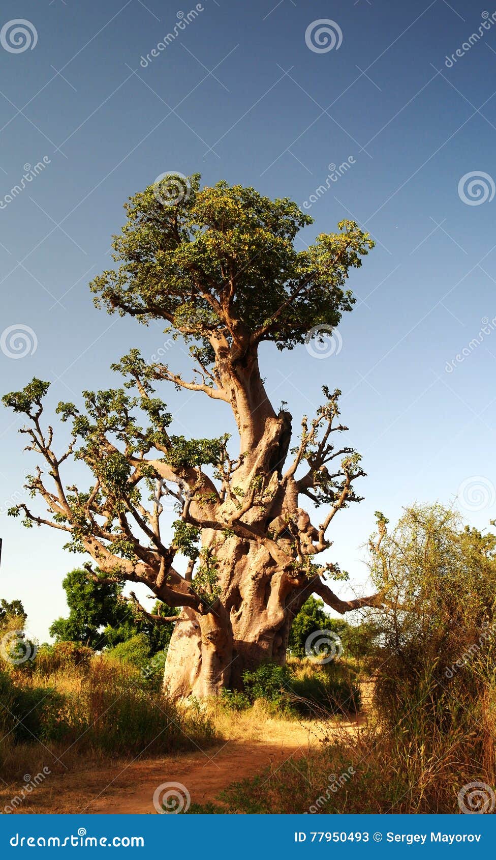 Giant Baobab tree stock image. Image of landscape, scenery - 77950493