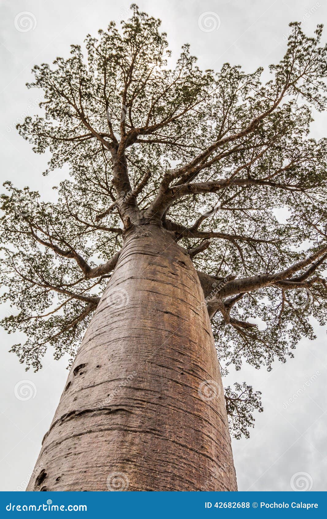 Giant Baobab Tree in Madagascar Stock Photo - Image of plant, savanna ...