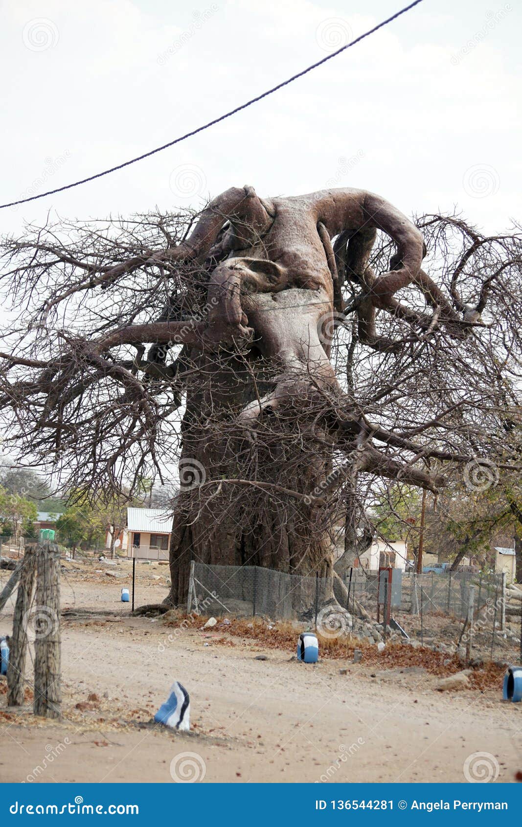 Giant baobab tree stock image. Image of road, southern - 136544281