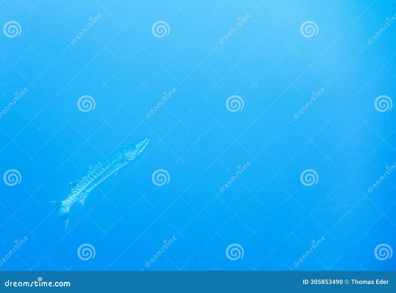 Giant Barracuda in Blue Water during Diving Stock Photo - Image of ...