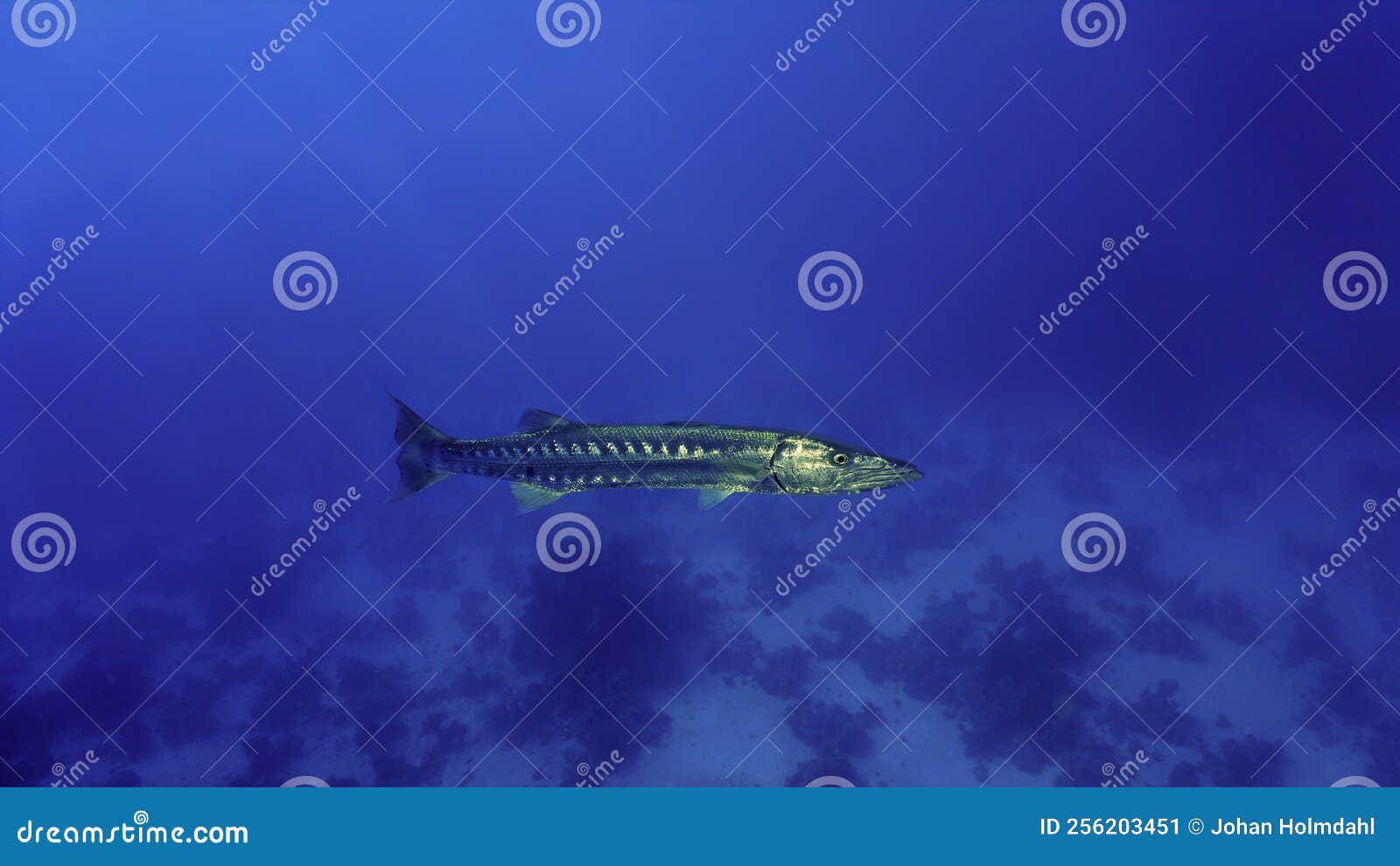 Giant Barracuda fish stock image. Image of fish, barracuda - 256203451