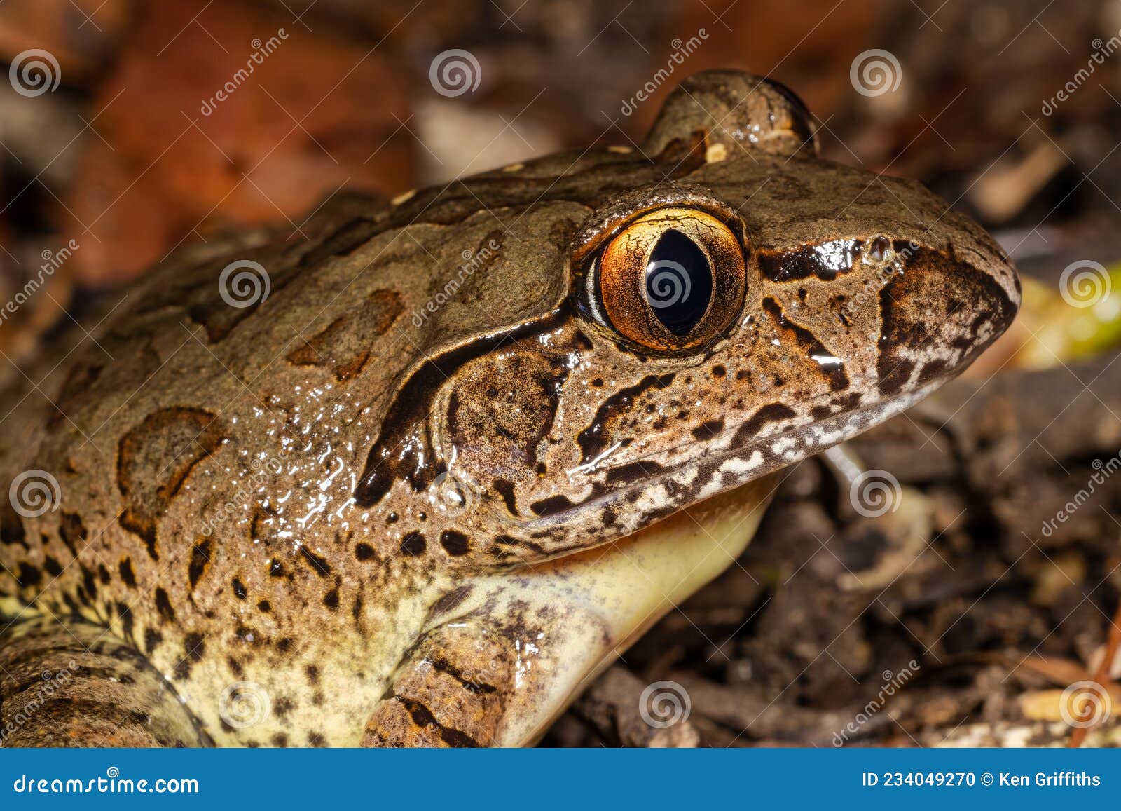Giant Barred Frog stock photo. Image of australian, endangered - 234049270