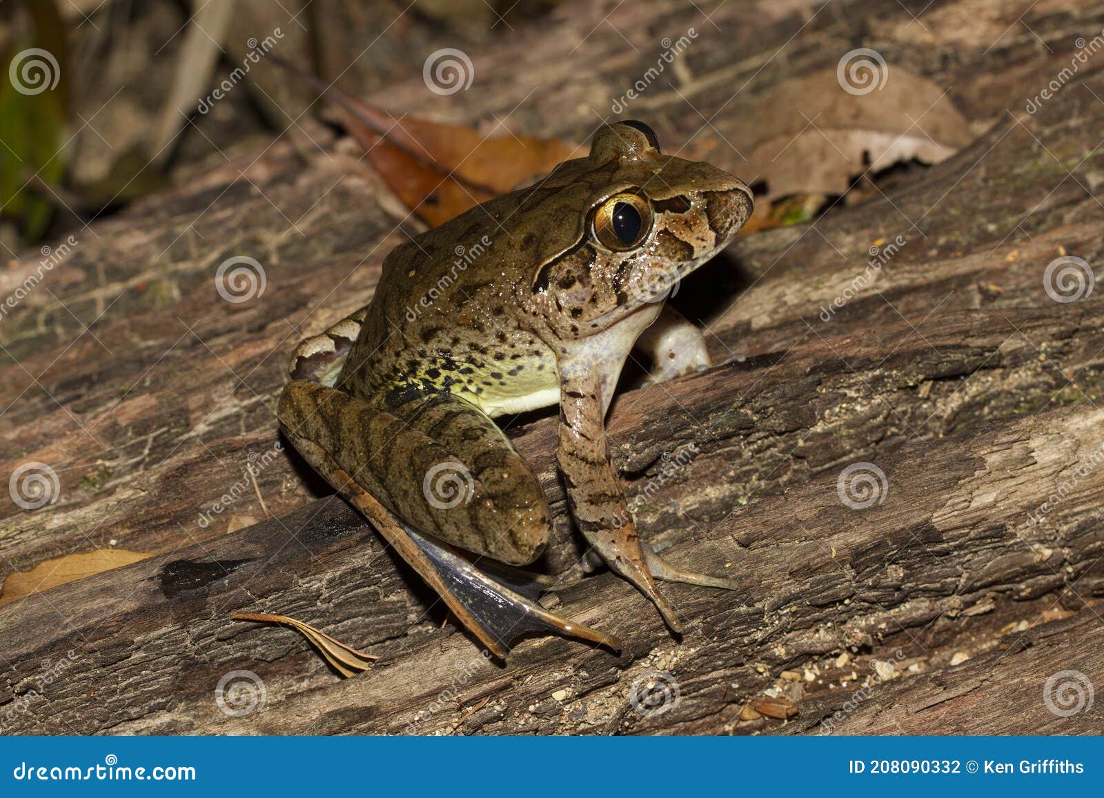 Giant Barred Frog stock photo. Image of barred, nature - 208090332