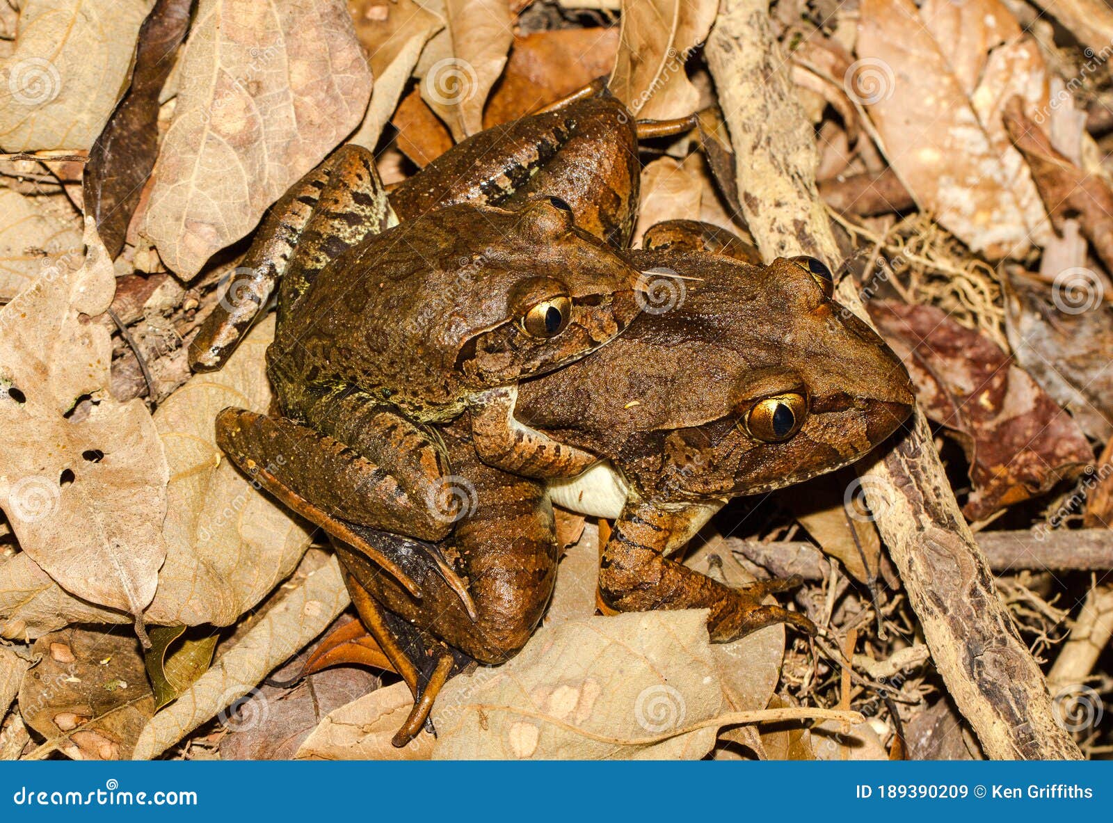 Giant Barred Frog stock image. Image of iteratus, endangered - 189390209