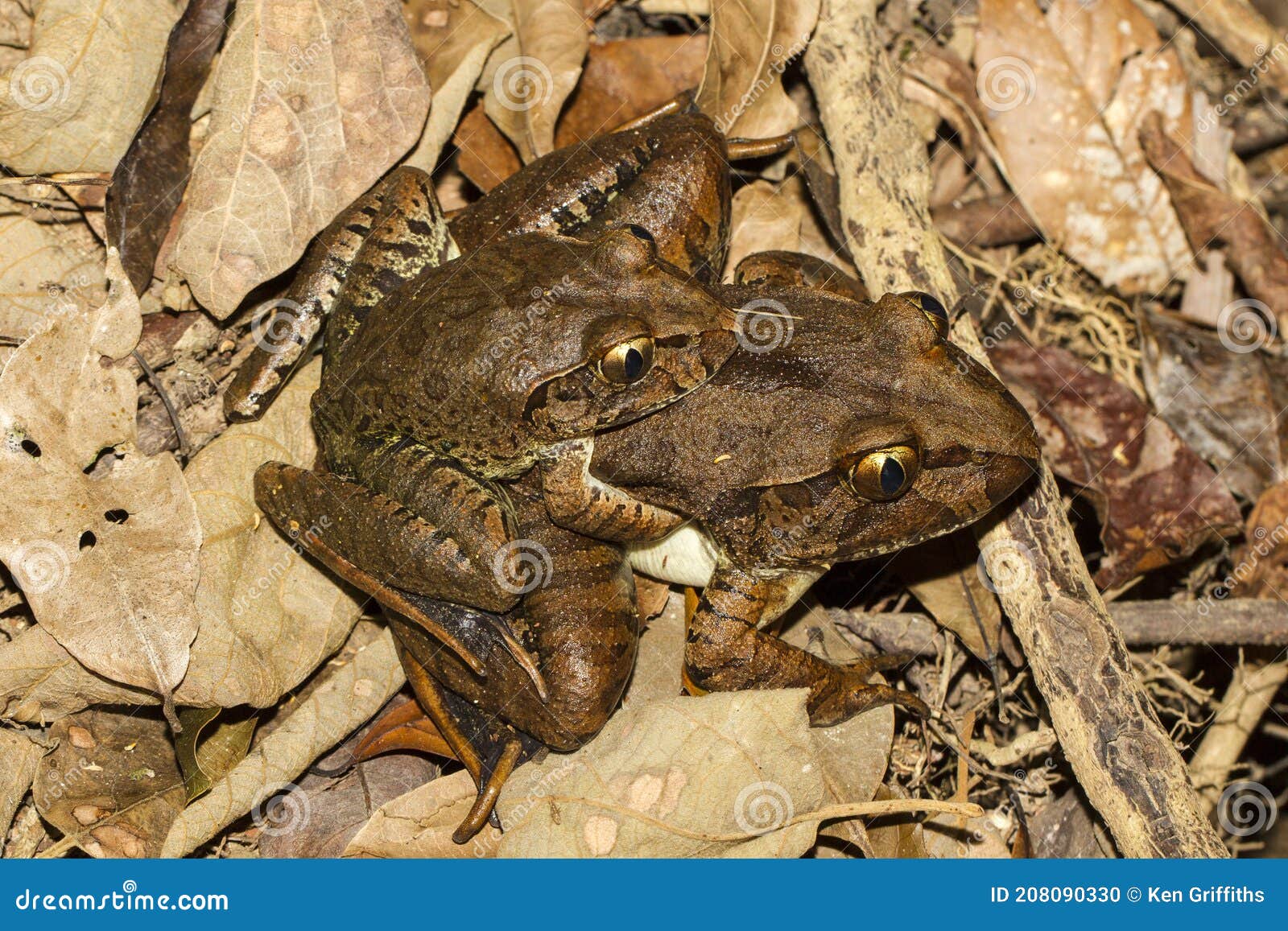 Giant Barred Frogs stock photo. Image of amplexing, threatened - 208090330
