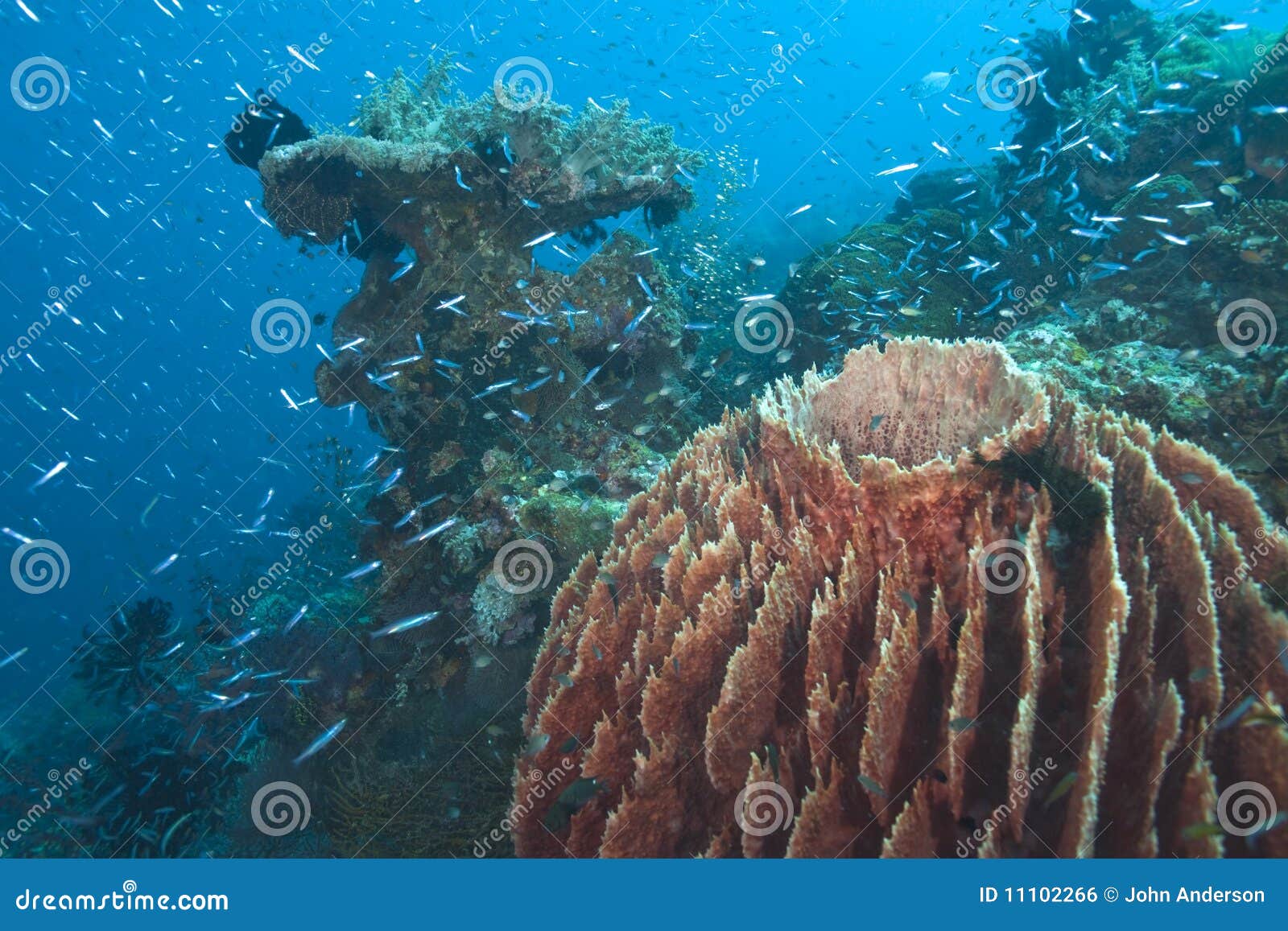 Giant barrel sponge stock photo. Image of schooling, fish - 11102266