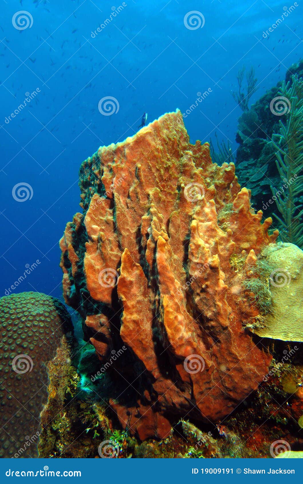 Giant barrel sponge stock image. Image of blue, underwater - 19009191