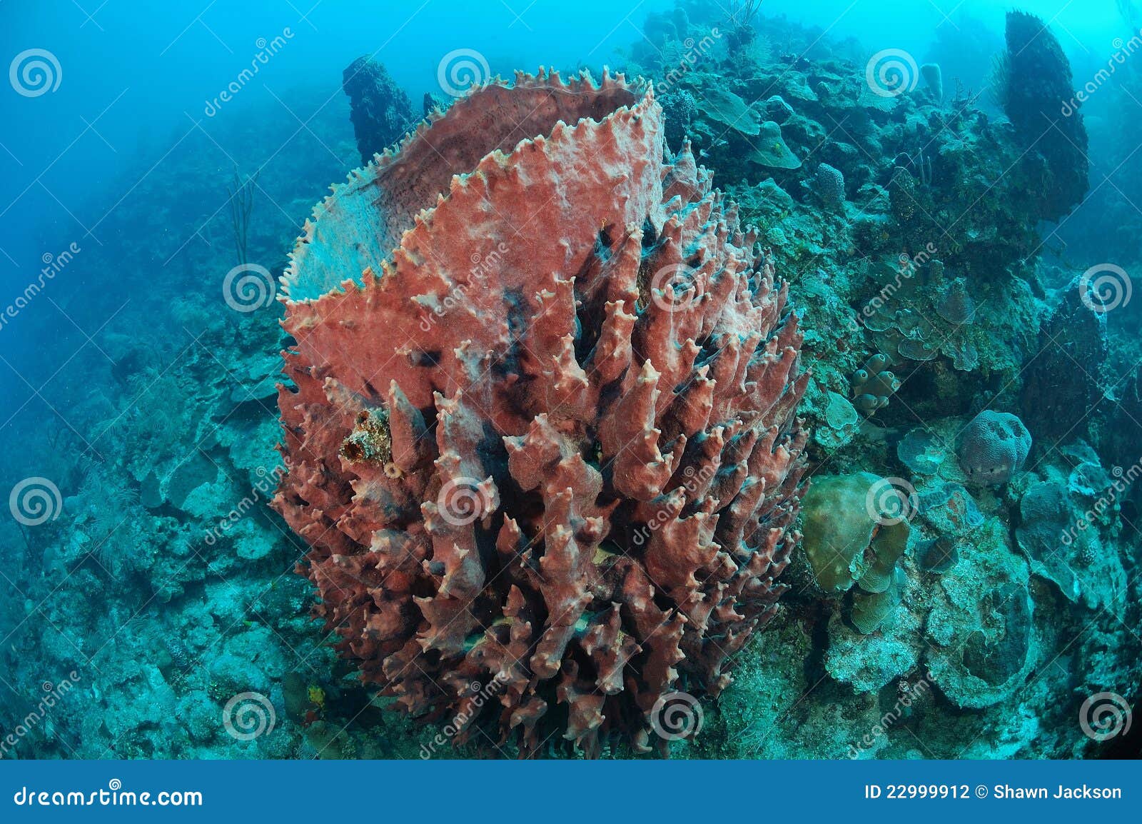 Giant barrel sponge stock photo. Image of colourful, serene - 22999912