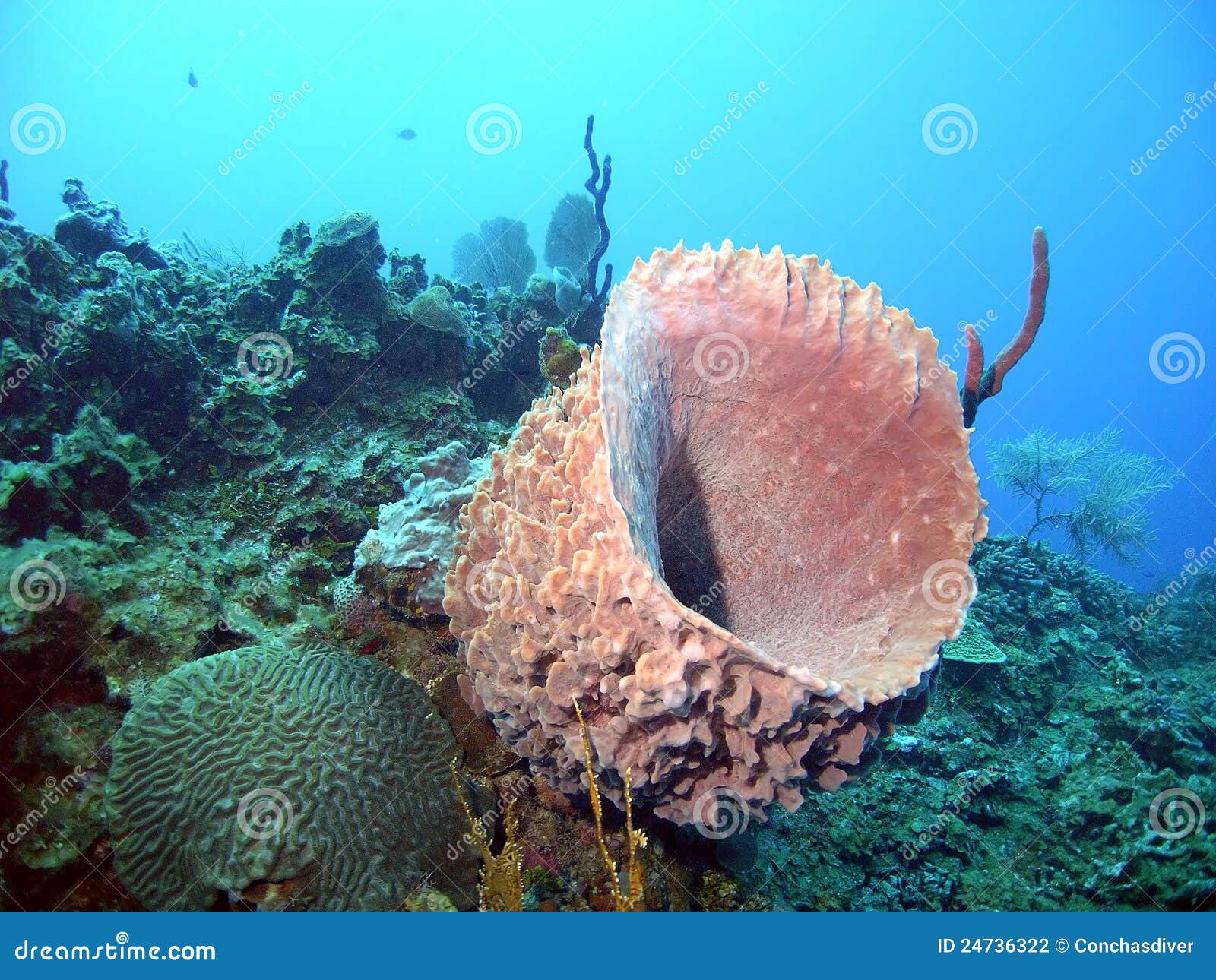 Barrel Sponge And Mangrove Forest In Raja Ampat Stock Photo ...
