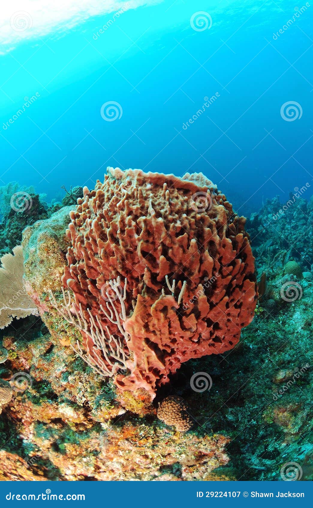 Giant barrel sponge stock image. Image of sponge, reef - 29224107