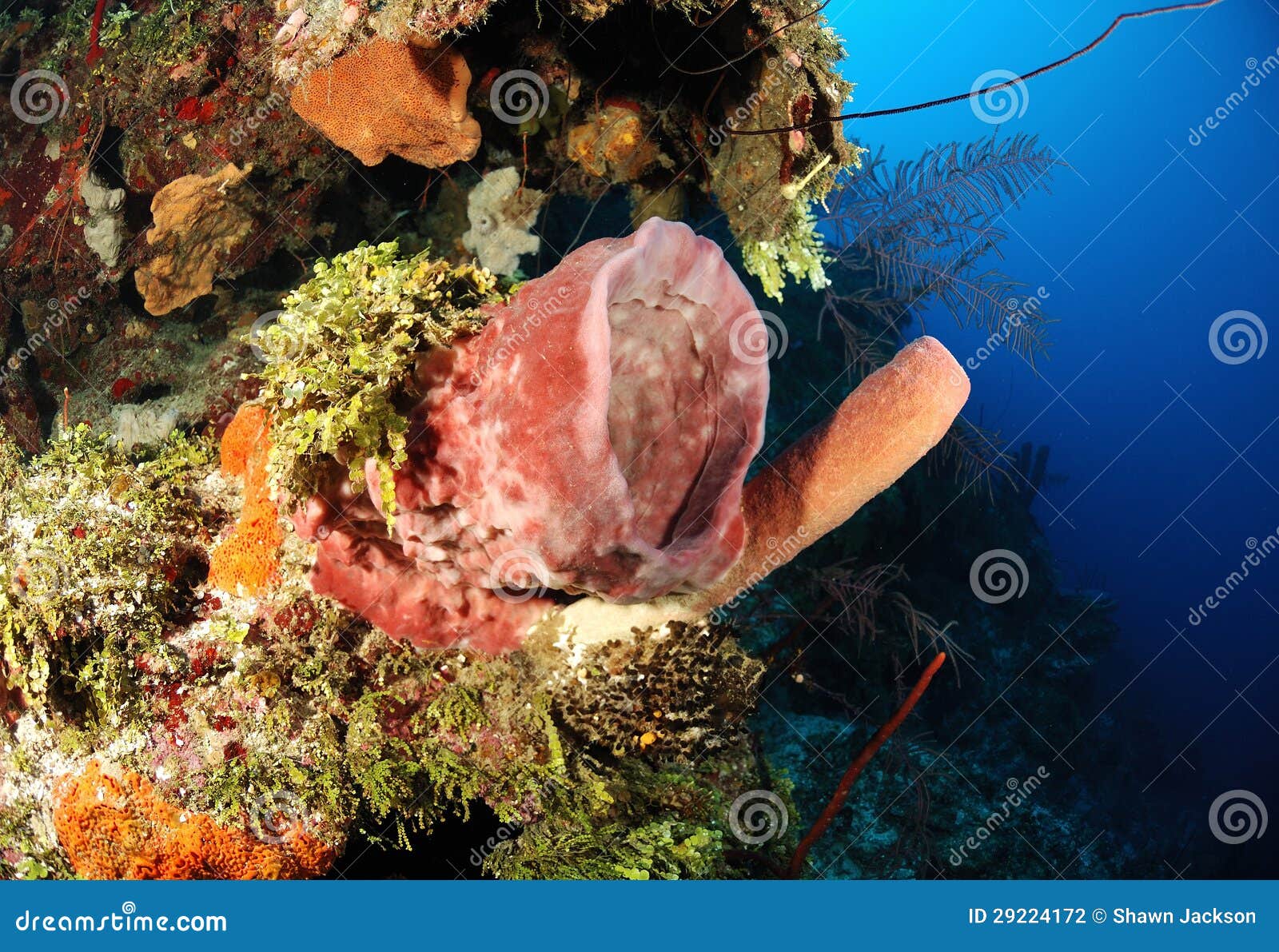Giant barrel sponge stock photo. Image of xestospongia - 29224172