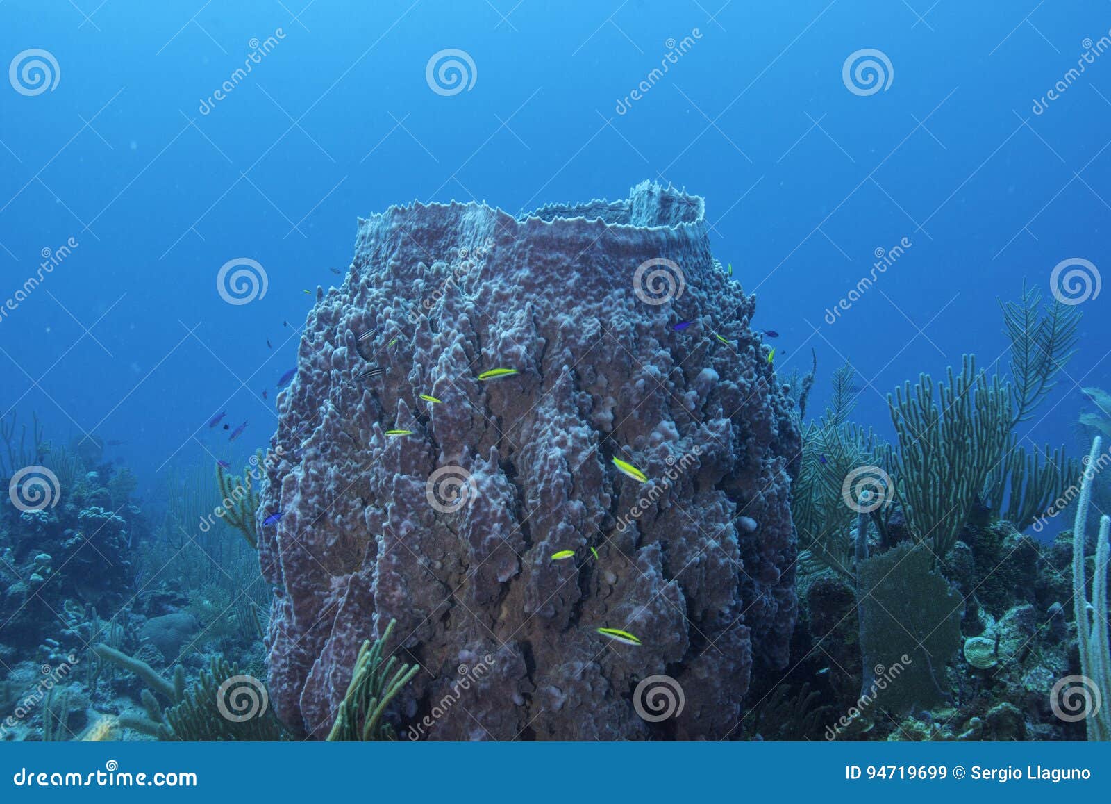 Giant Barrel Sponge stock image. Image of ocean, seascape - 94719699