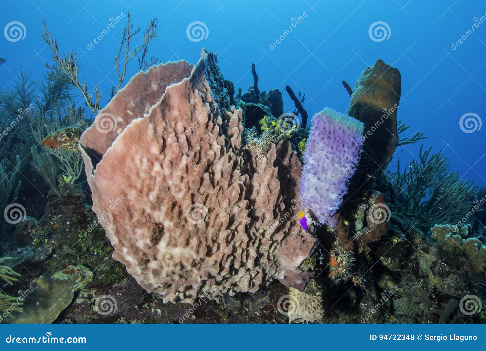 Giant Barrel Sponge stock photo. Image of underwater - 94722348