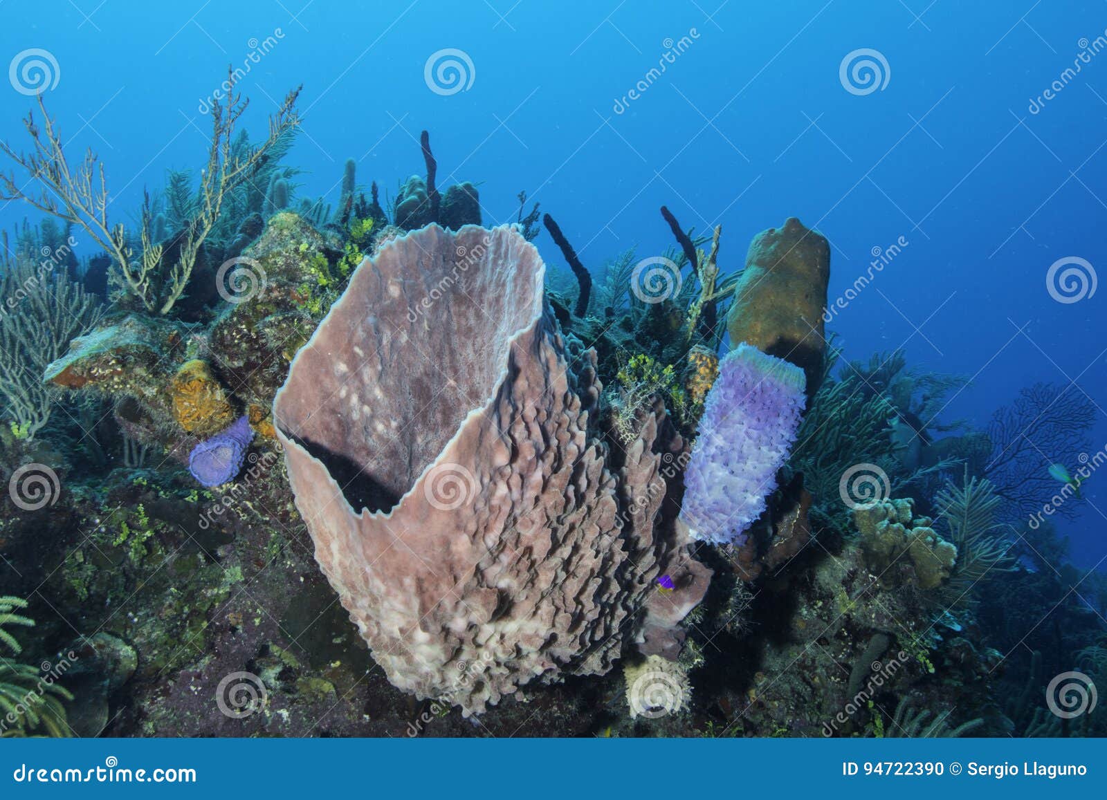 Giant Barrel Sponge stock photo. Image of coral, belize - 94722390