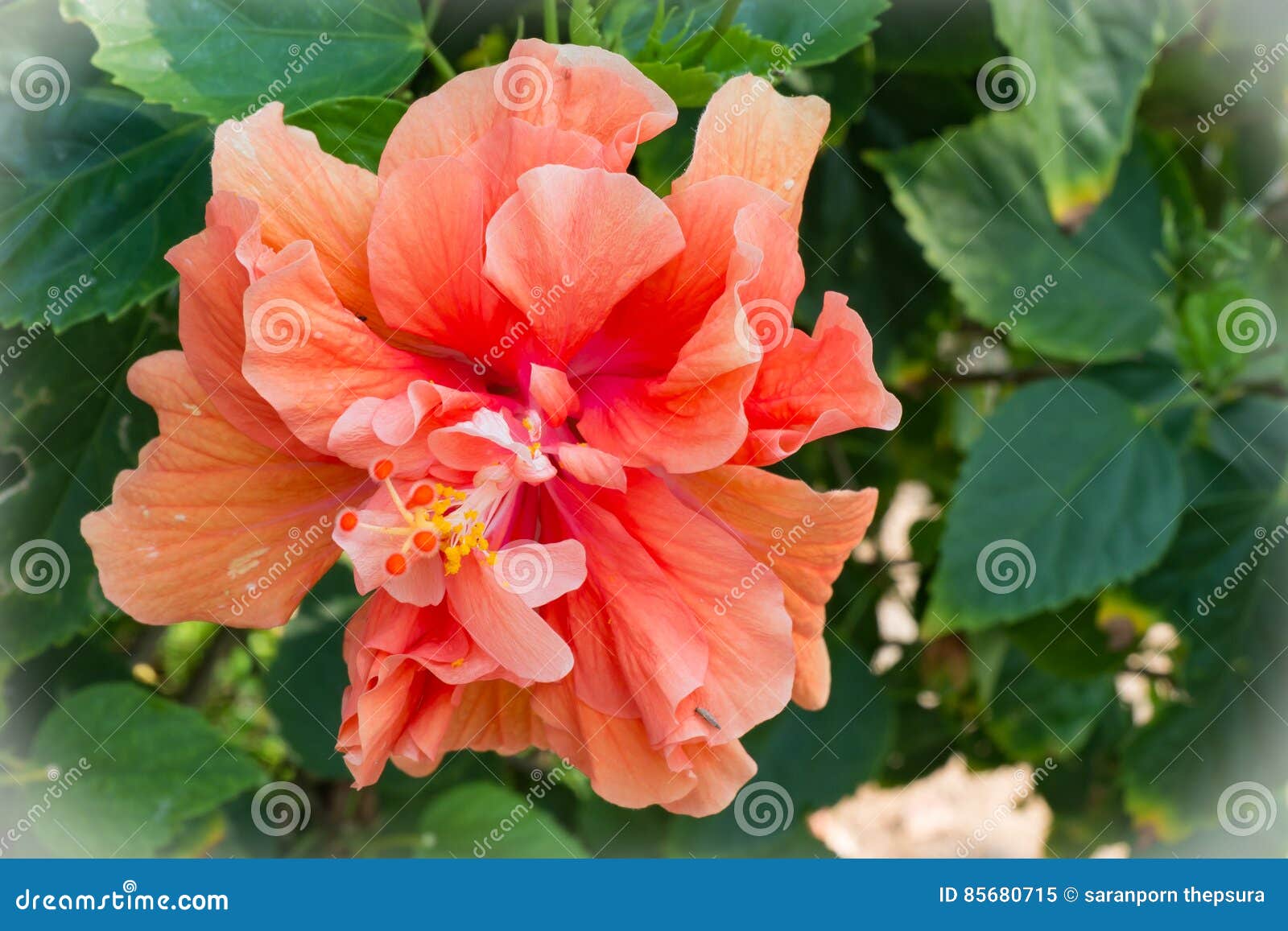 180 Giant Hibiscus Flower Photos - Free & Royalty-Free Stock Photos ...