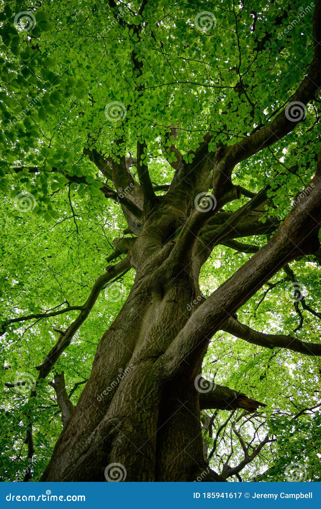 Giant Beech Tree stock image. Image of trunk, tree, beautiful - 185941617