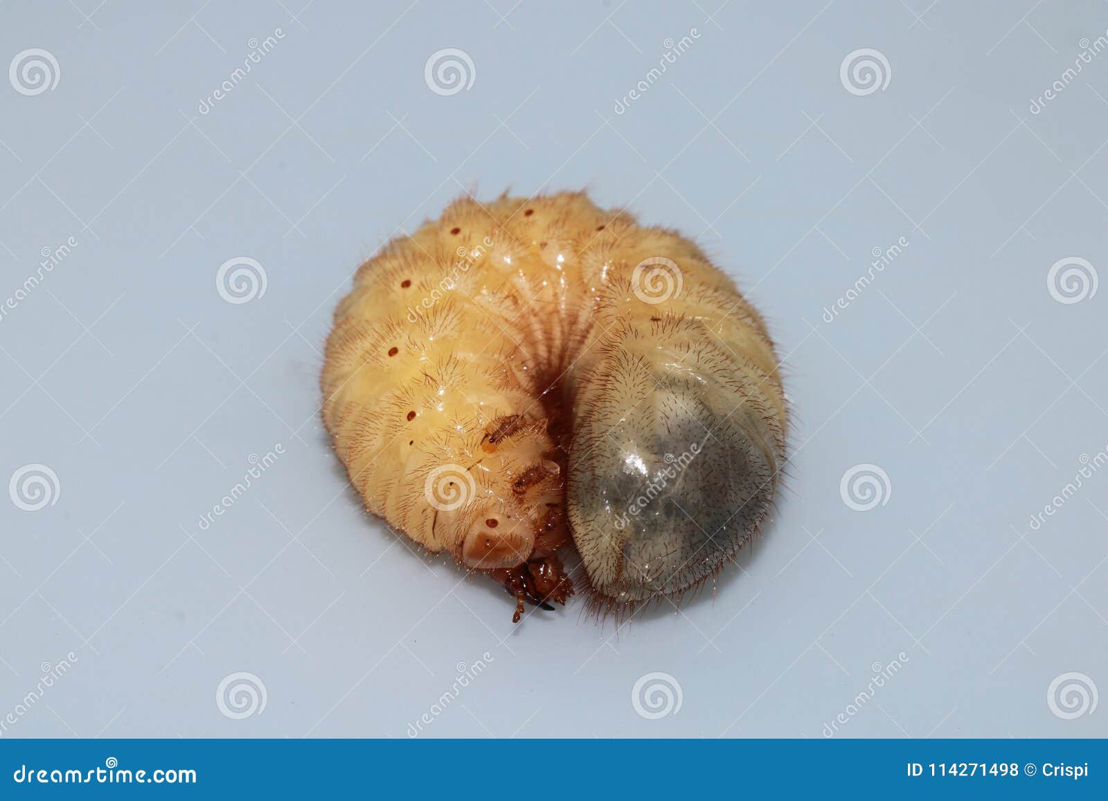 Giant Beetle Larvae