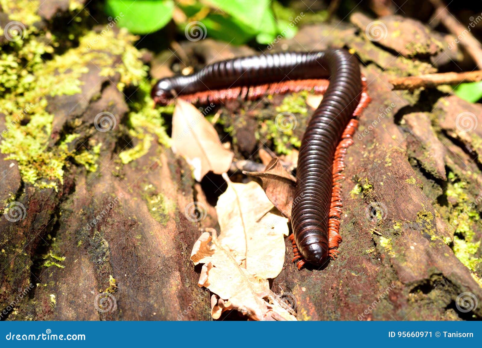 Giant Black Millipede in Tropical Rainforest Stock Image - Image of ...