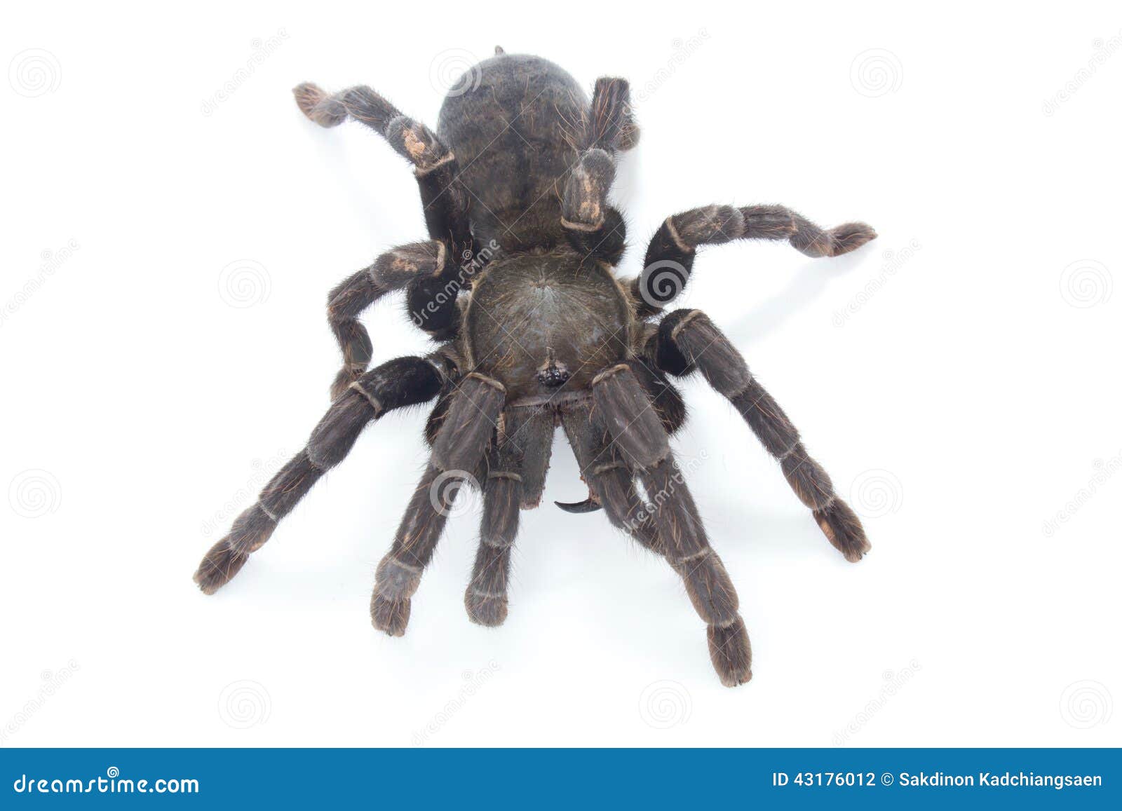 Giant Black Spider Isolate on White Stock Photo - Image of hair, dark ...